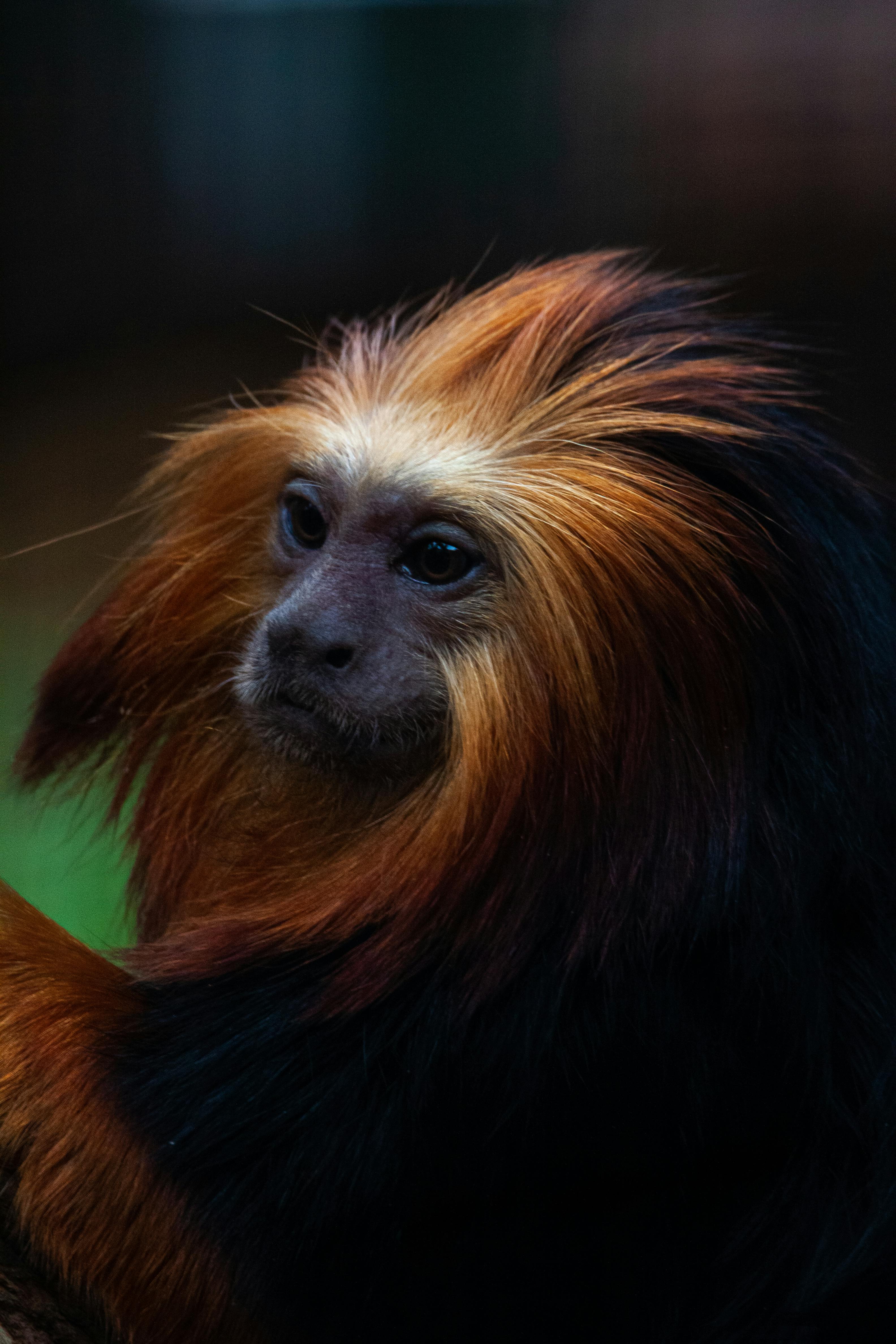Monkey Ap Photos, Download The BEST Free Monkey Ap Stock Photos & HD Images