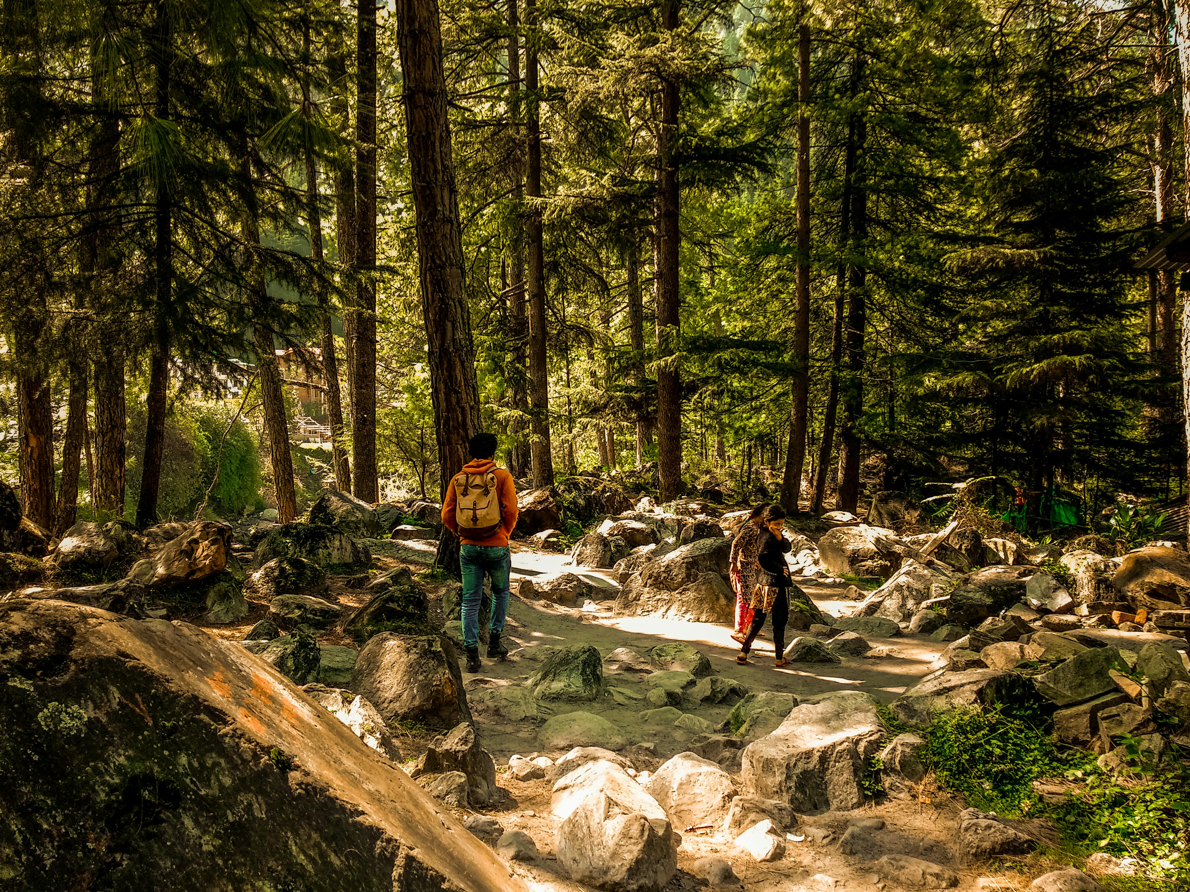 Free stock photo of beautiful, forest, greenery