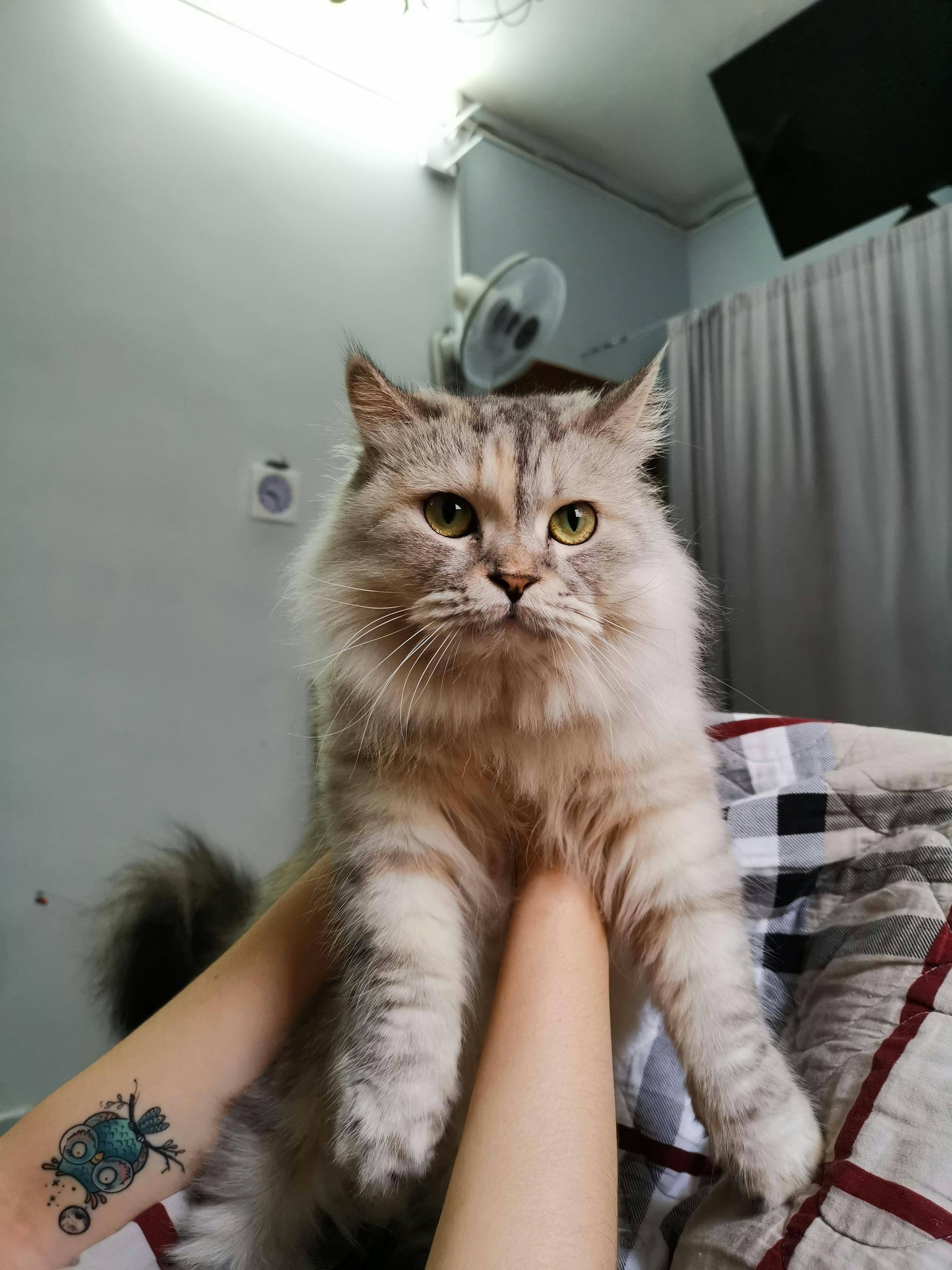 Animals berisi 2 Foto & Video Koleksi Hai Phan