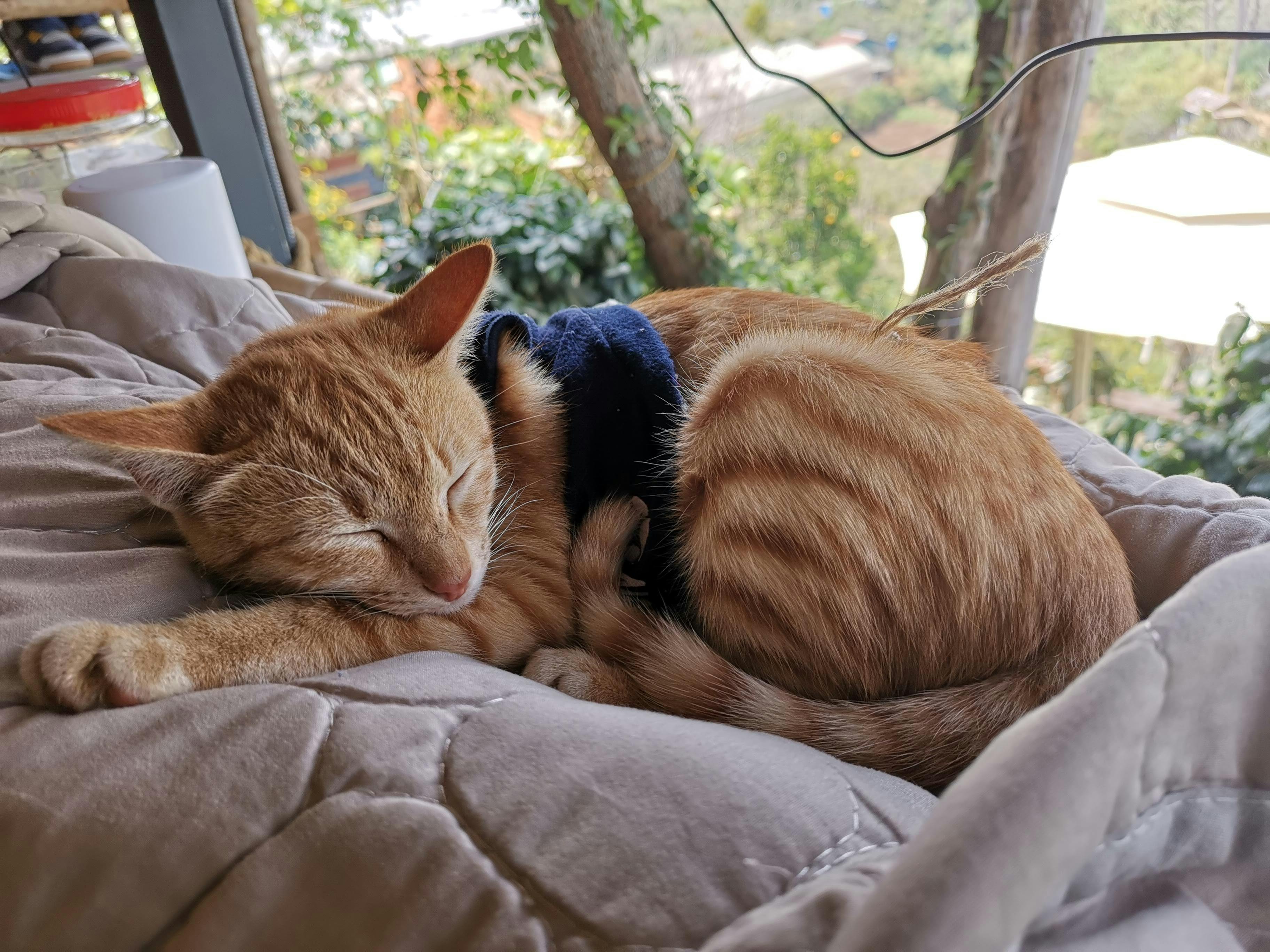 Animals berisi 2 Foto & Video Koleksi Hai Phan