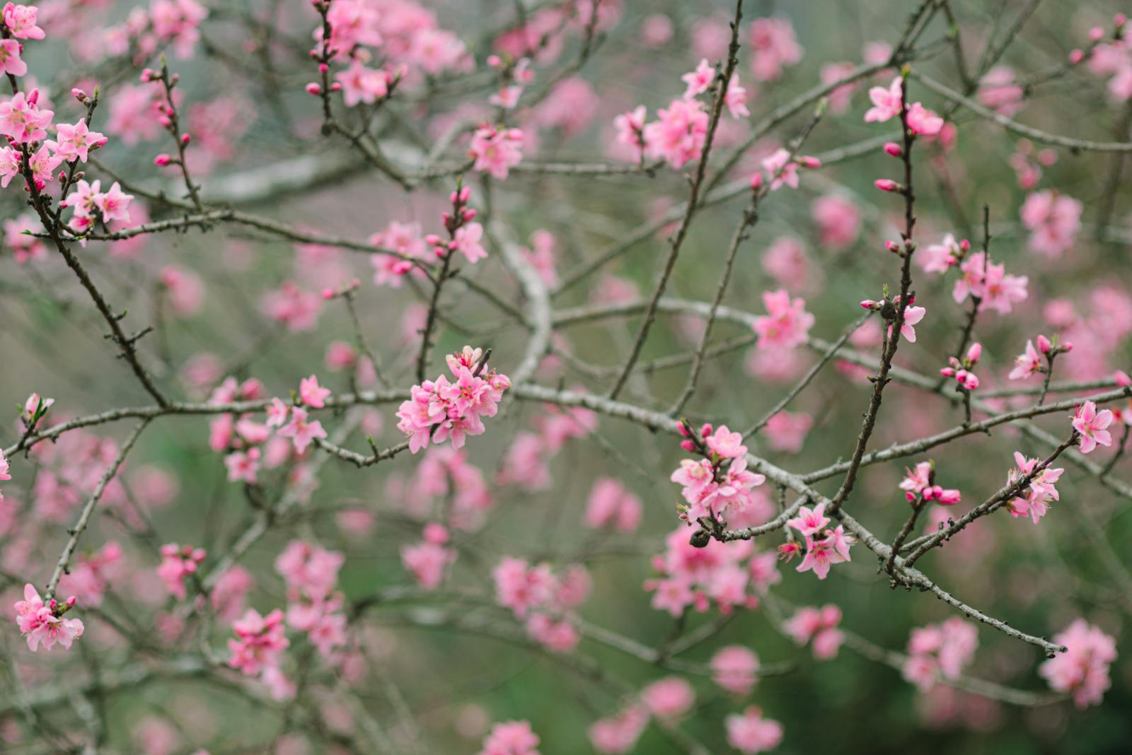Desktop Wallpaper Blossom Tree Photos, Download The BEST Free Desktop ...