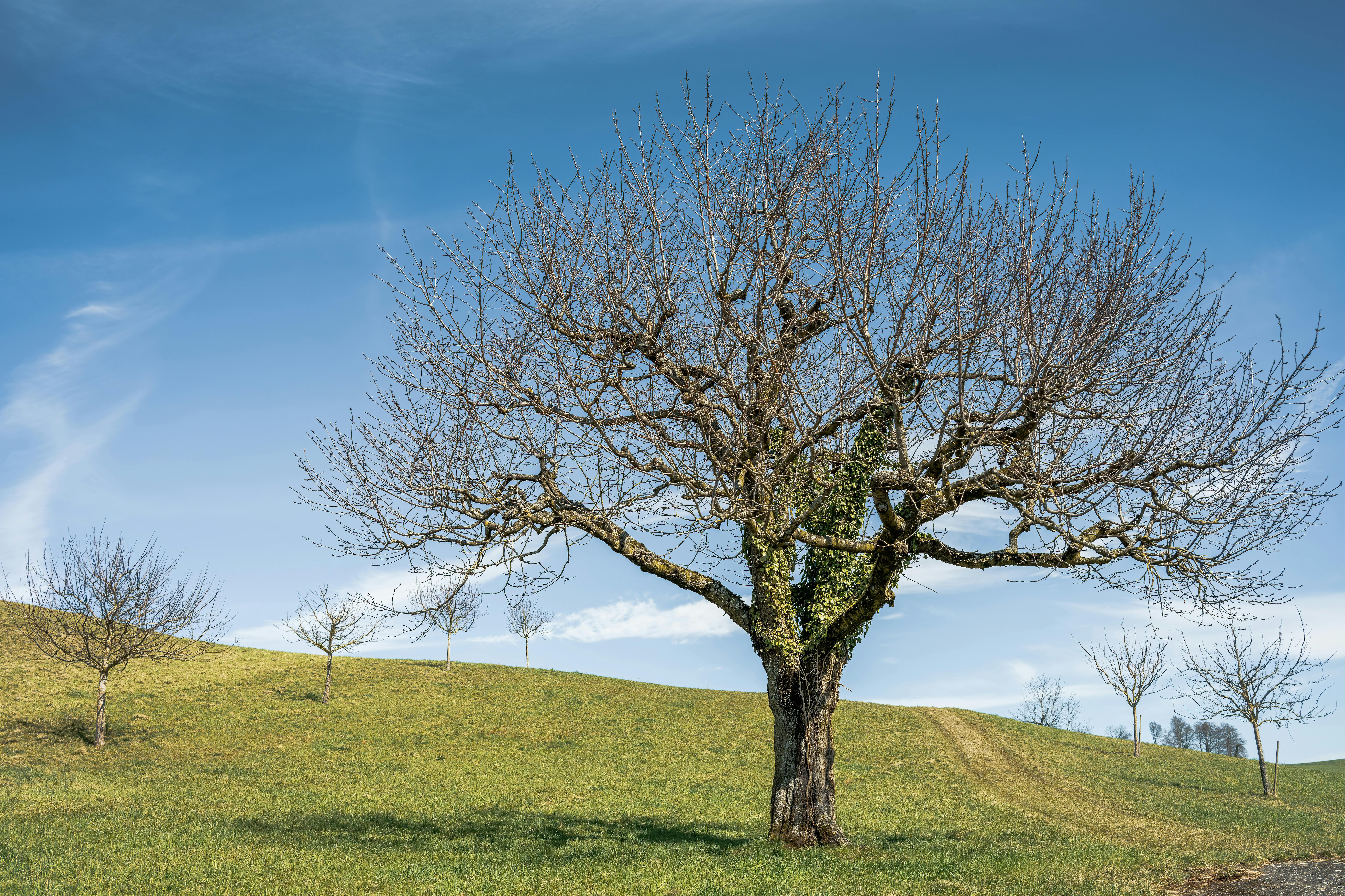 Green Leafed Tree · Free Stock Photo