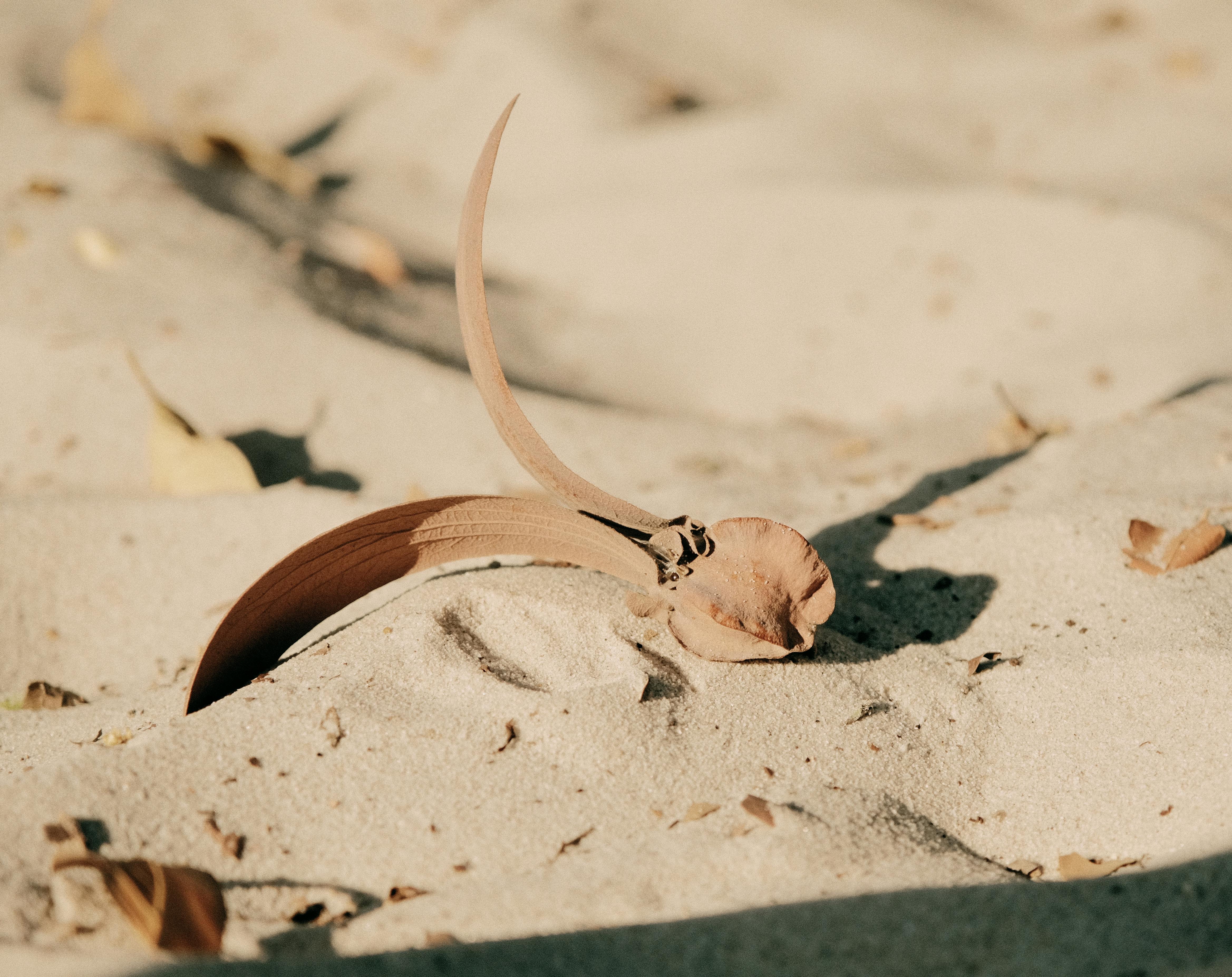 Close-up of a Dry Winged Seed on the Sand · Free Stock Photo