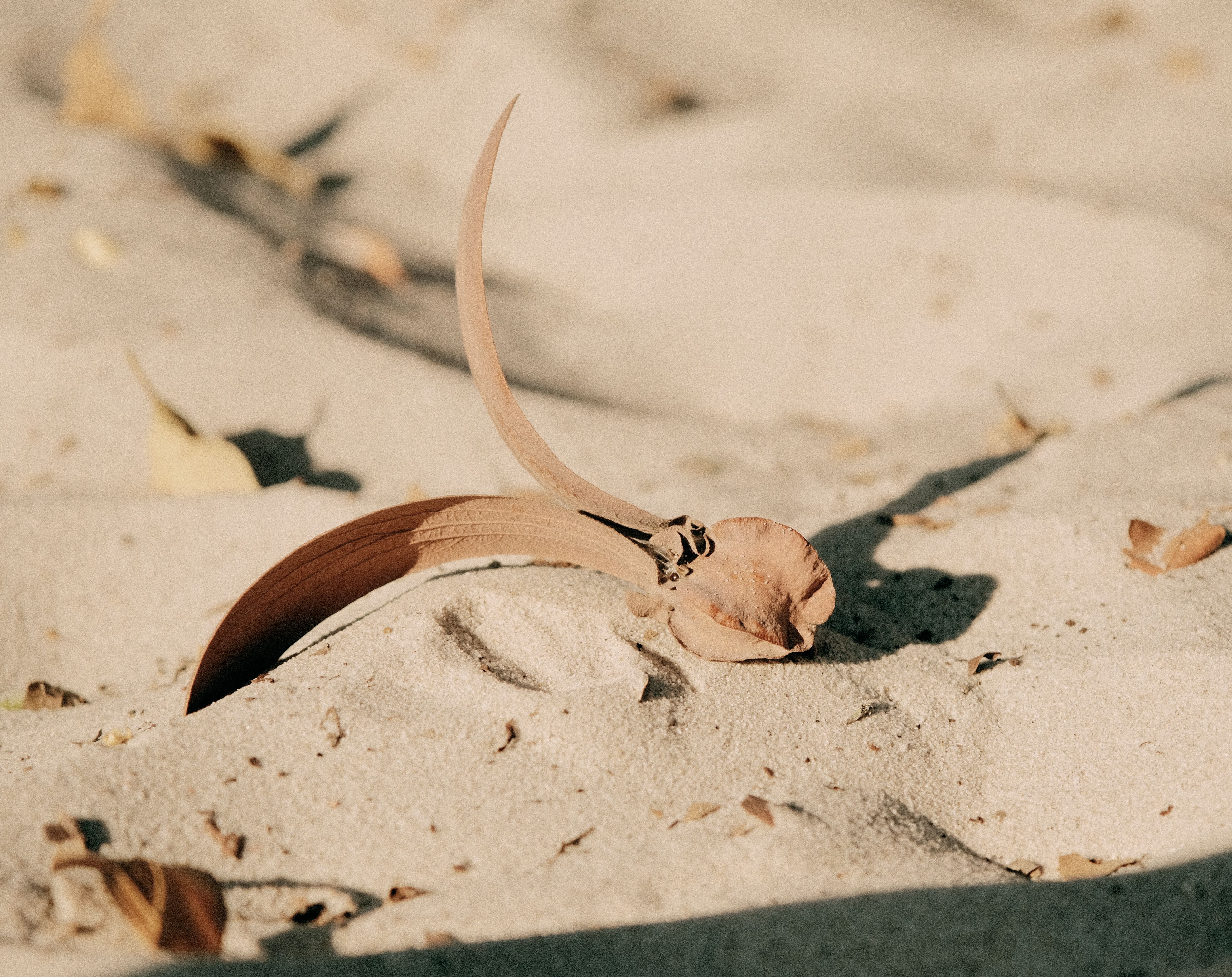 Close-up of a Dry Winged Seed on the Sand · Free Stock Photo