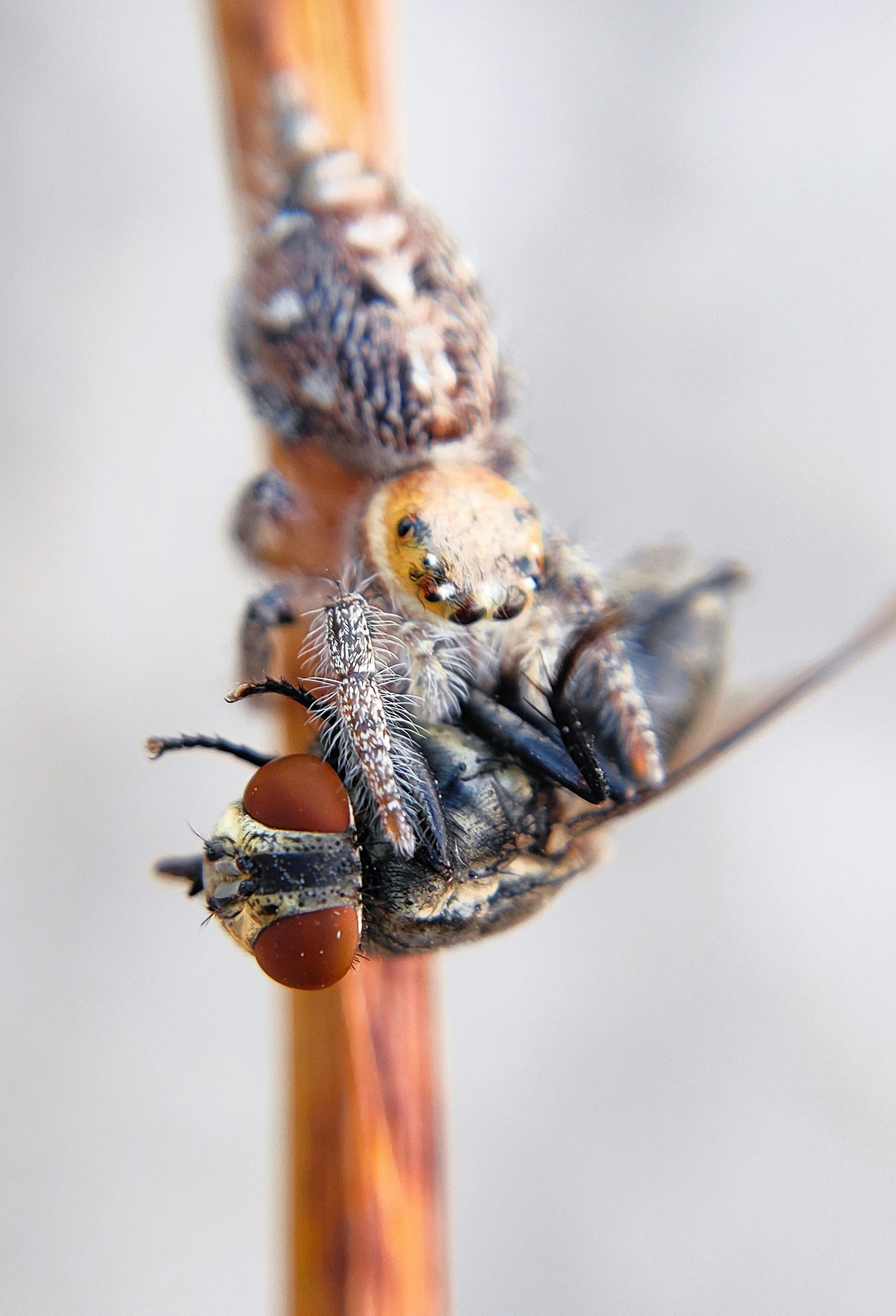 Fly Caught by a Spider · Free Stock Photo