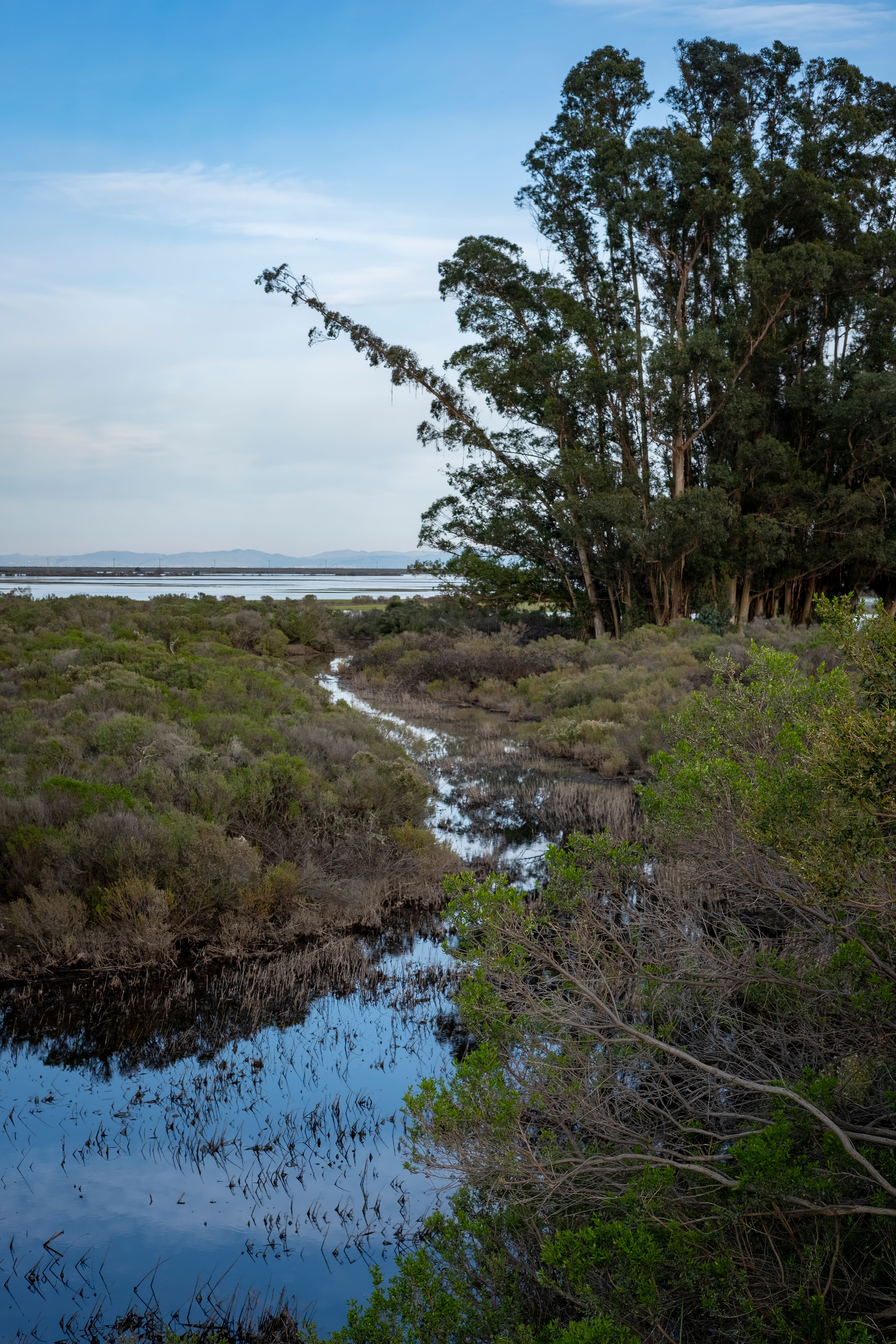 Wetland and Trees · Free Stock Photo