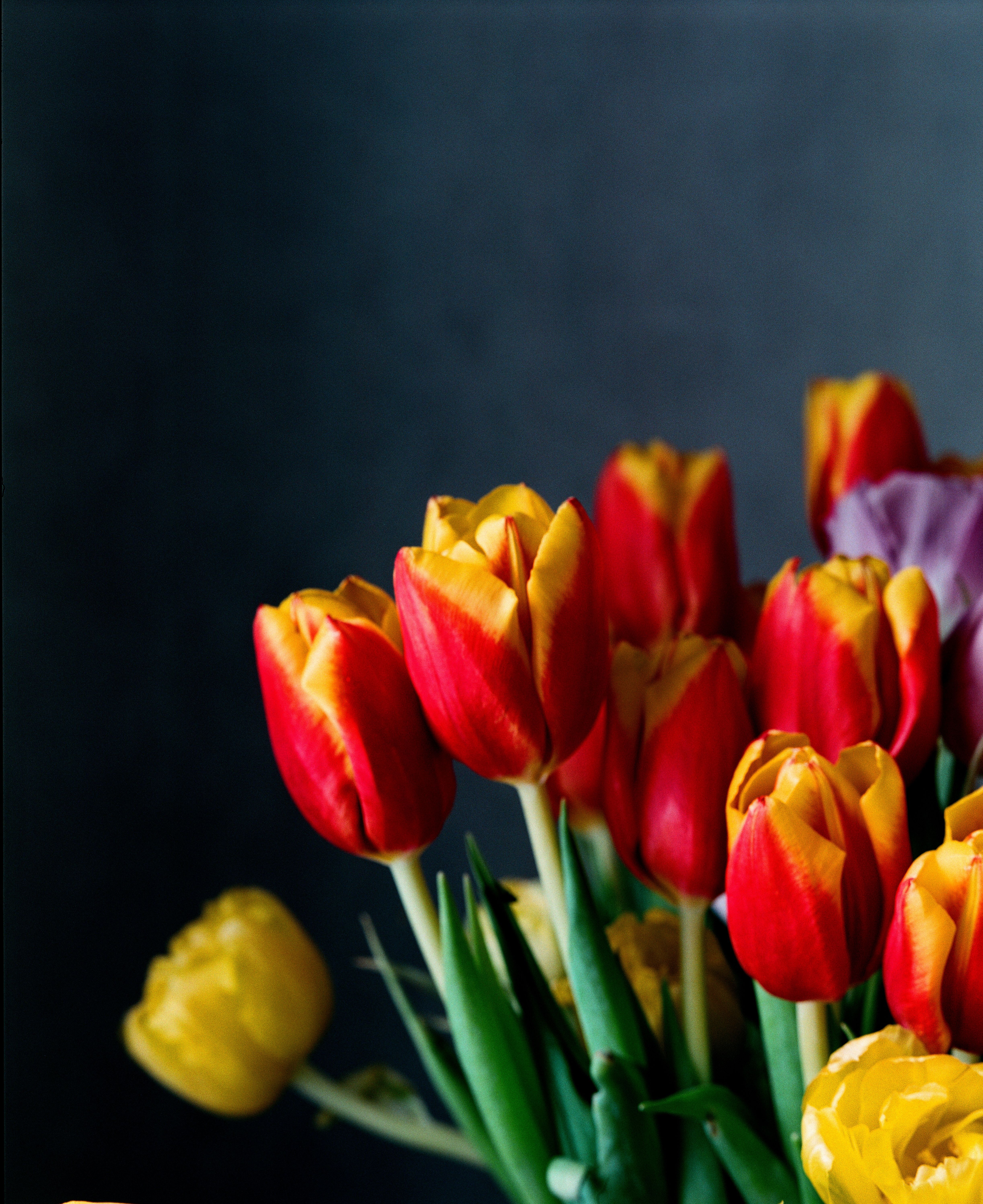 Close-up of Tulip Flowers · Free Stock Photo