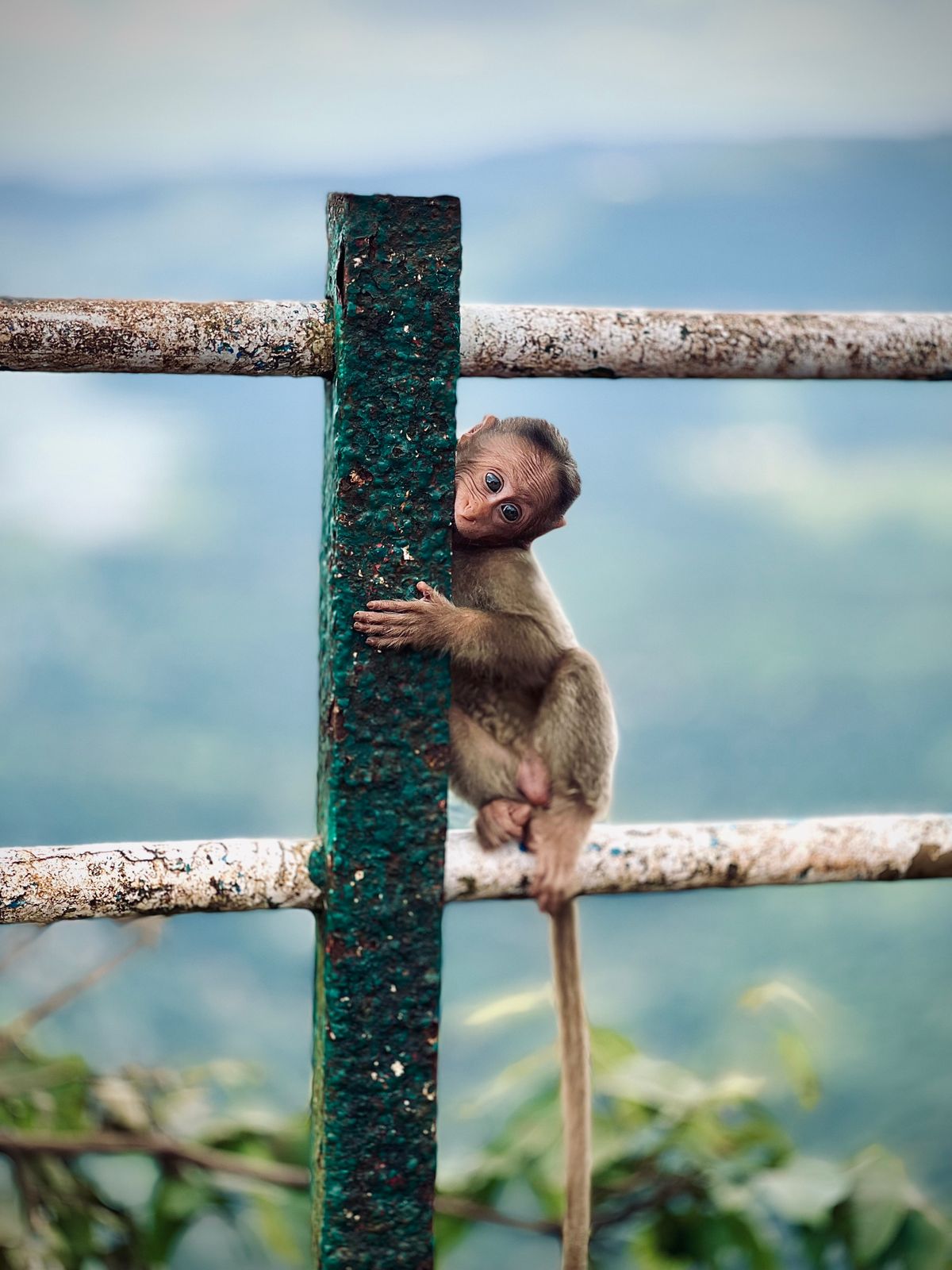 Cute Monkey Pics Photos, Download The BEST Free Cute Monkey Pics Stock ...