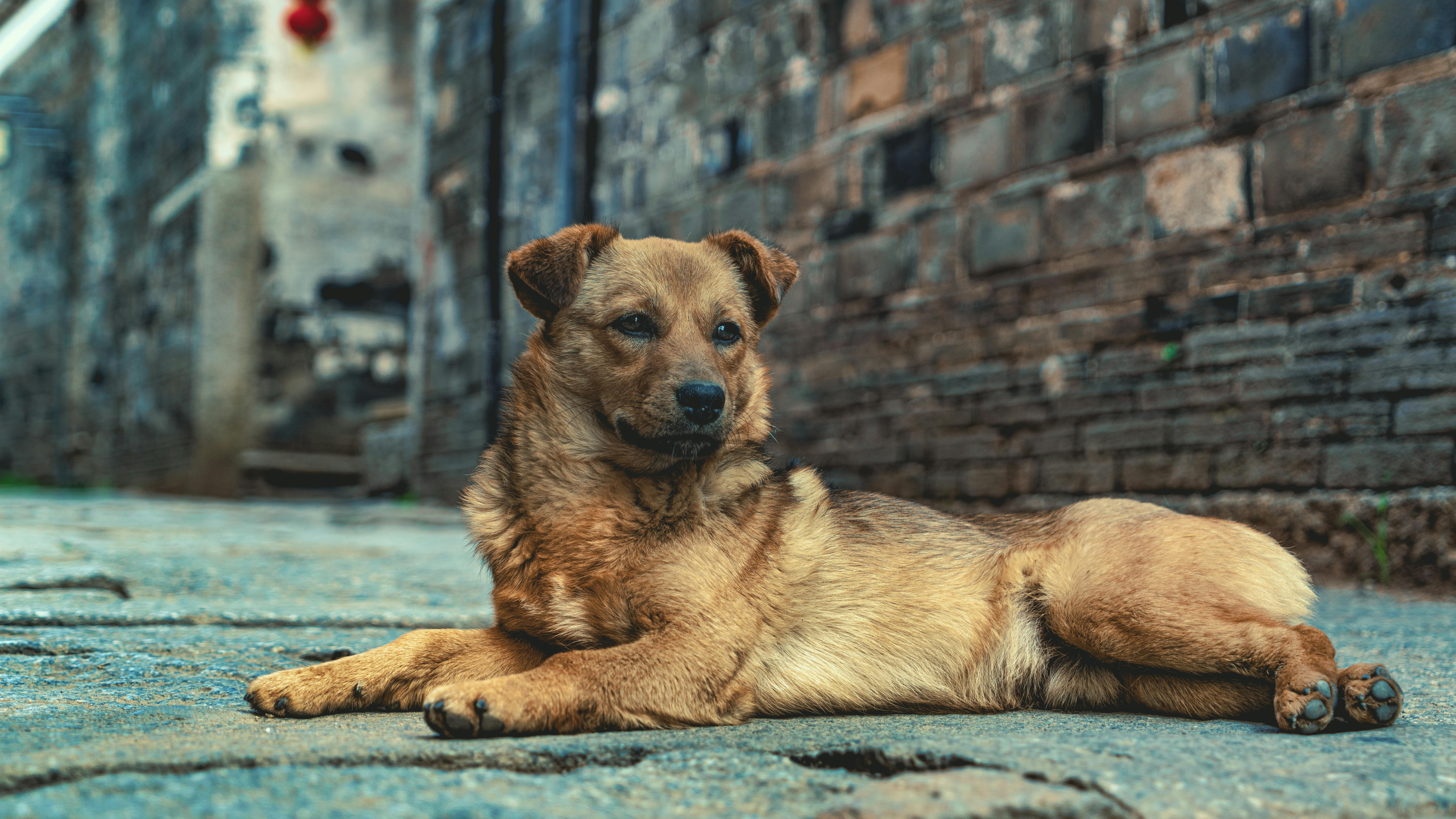 Dog Lying Down · Free Stock Photo