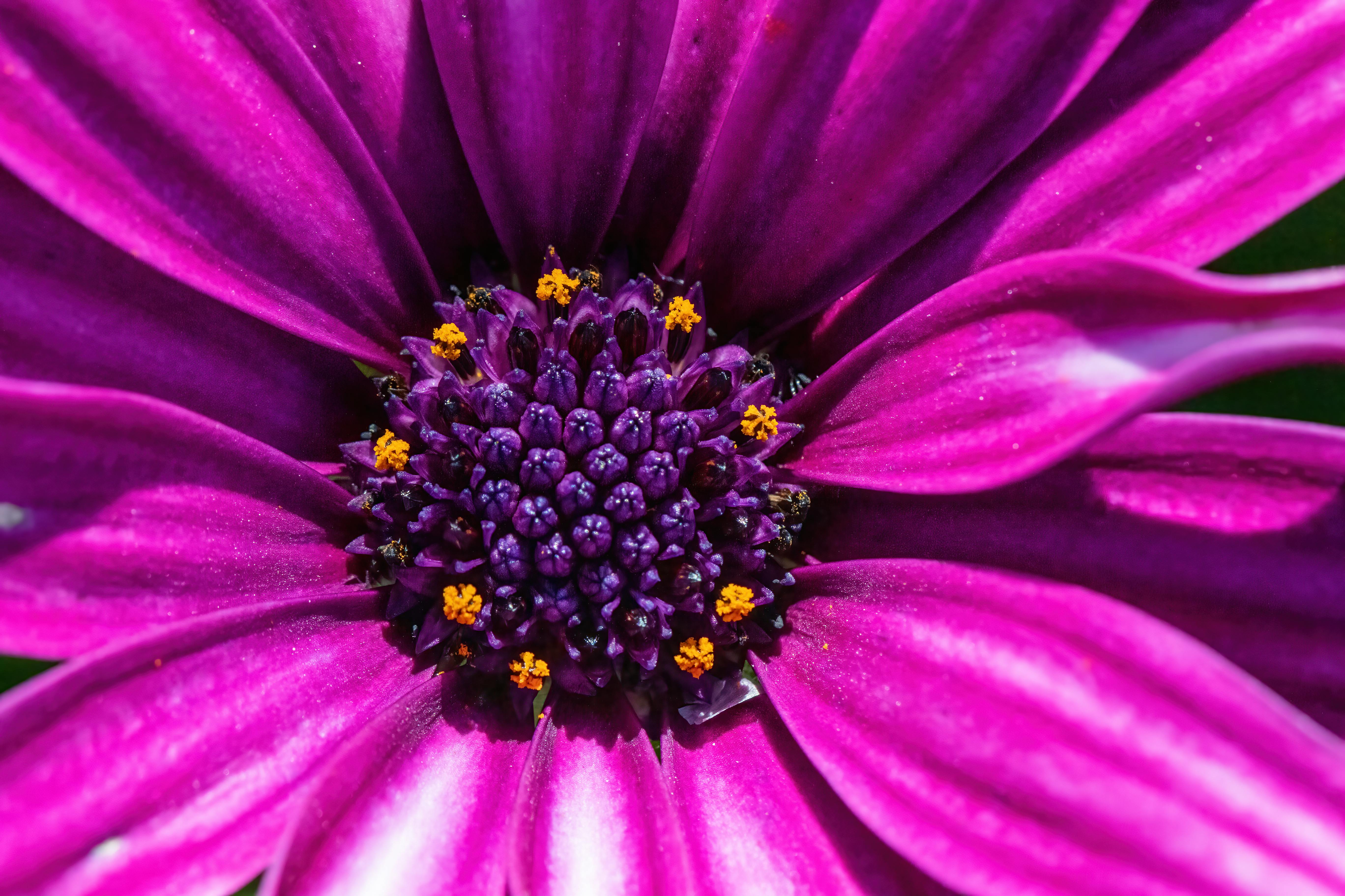 Close up of Purple Flower · Free Stock Photo