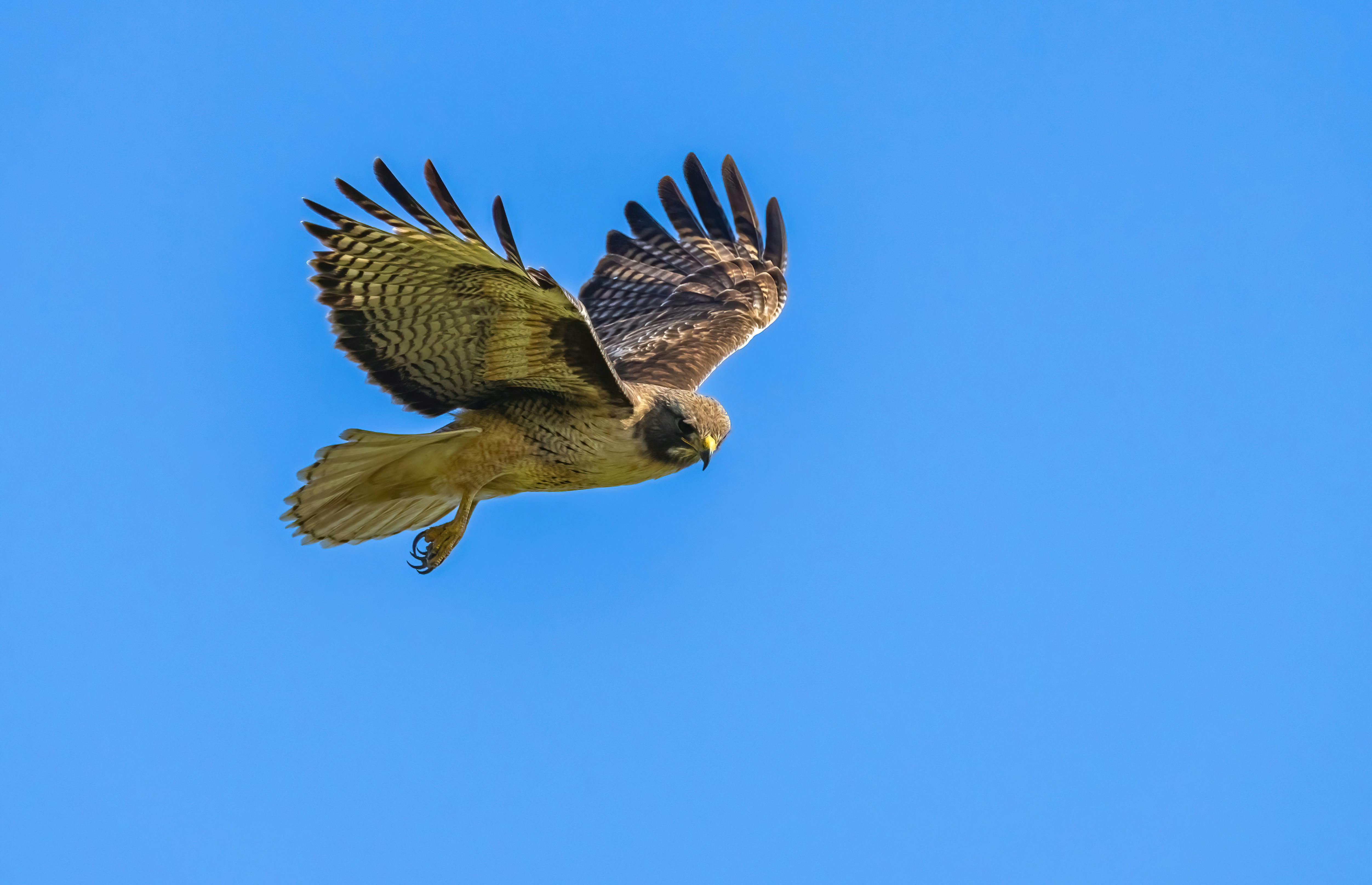 Hawks Flying Up Close