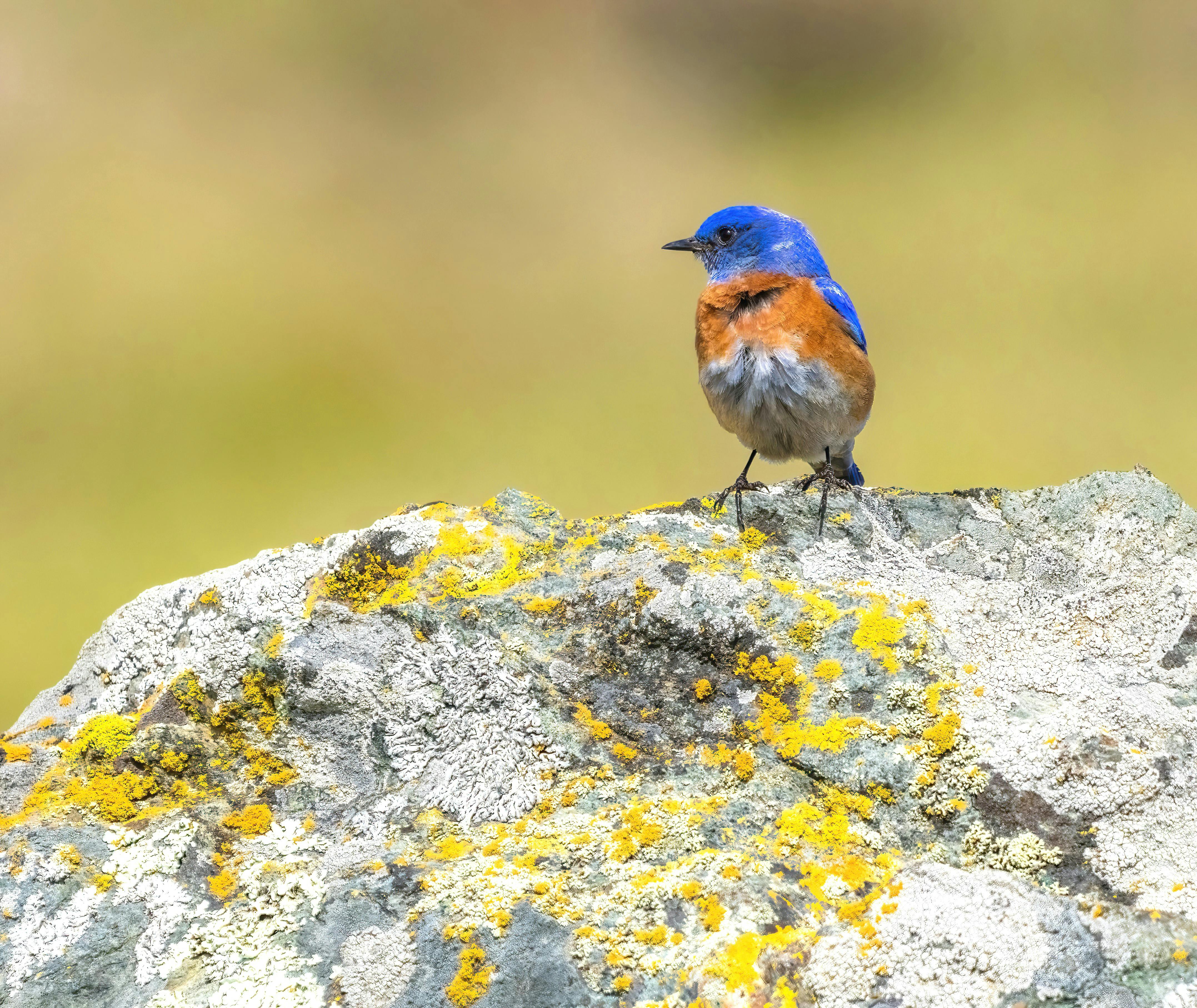Colourful Bird Perching on a Rock with Yellow Lichen · Free Stock Photo