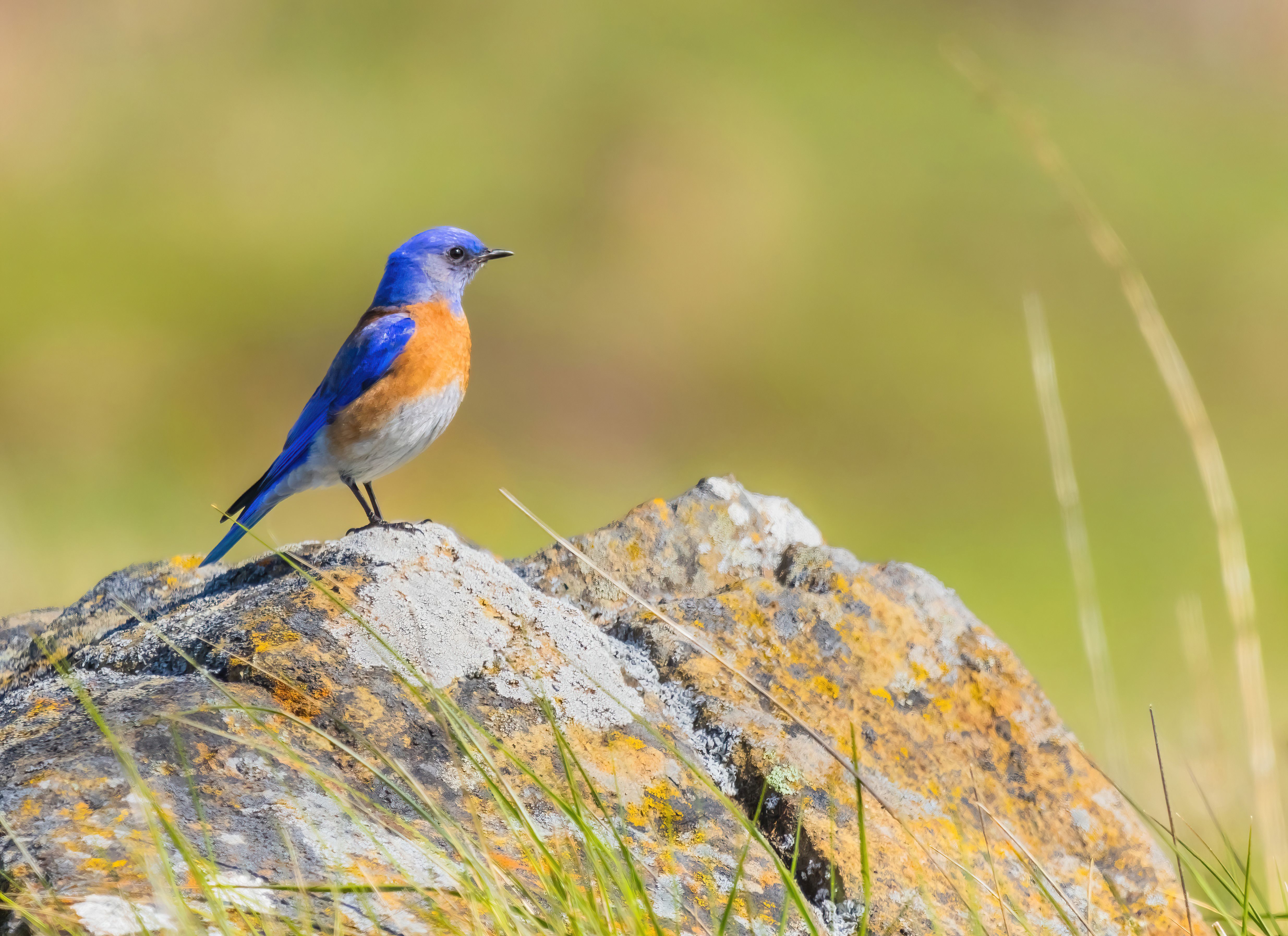 Close-up of a Western Bluebird on a Rock · Free Stock Photo