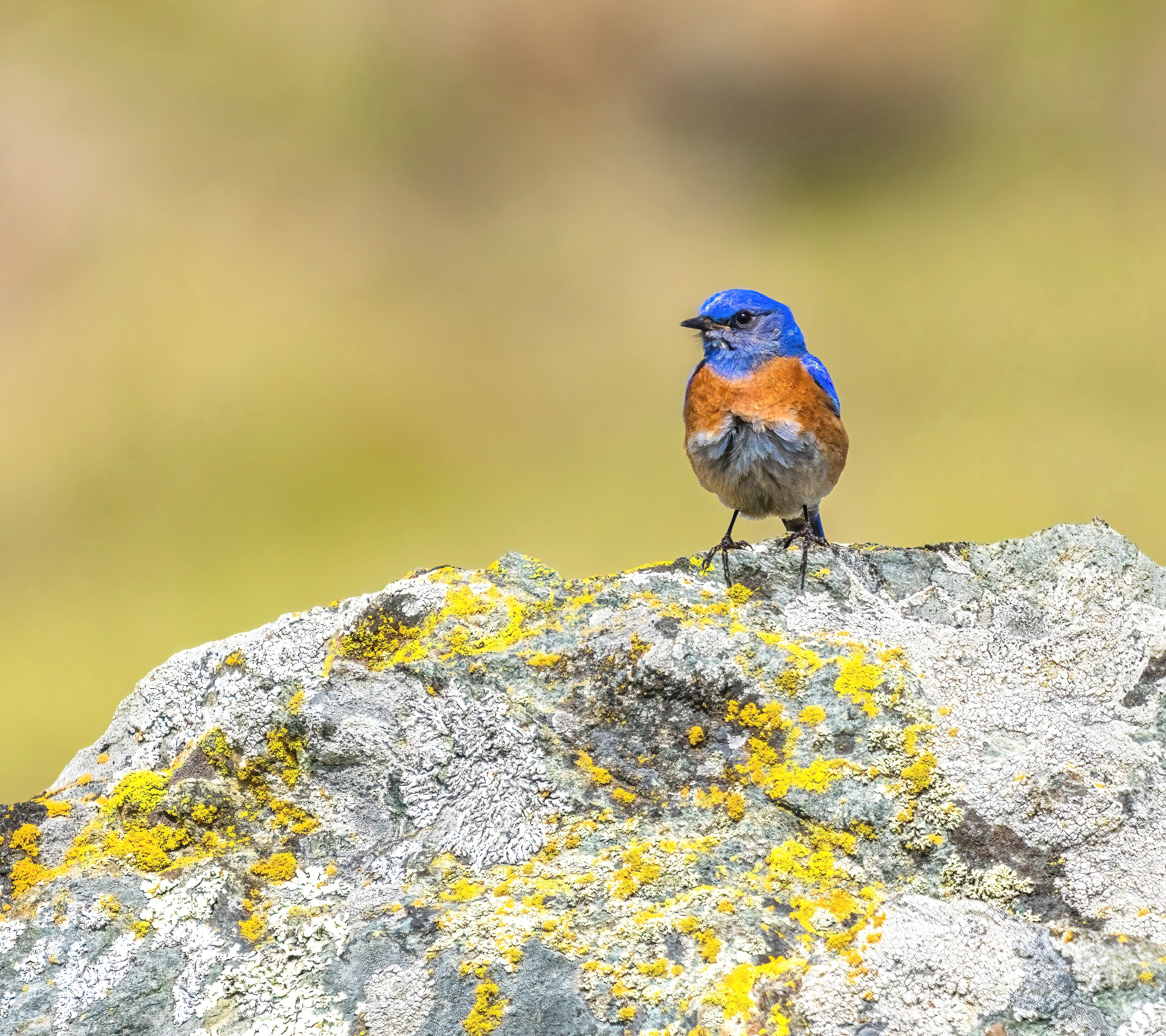 Close-up of a Western Bluebird on a Rock · Free Stock Photo