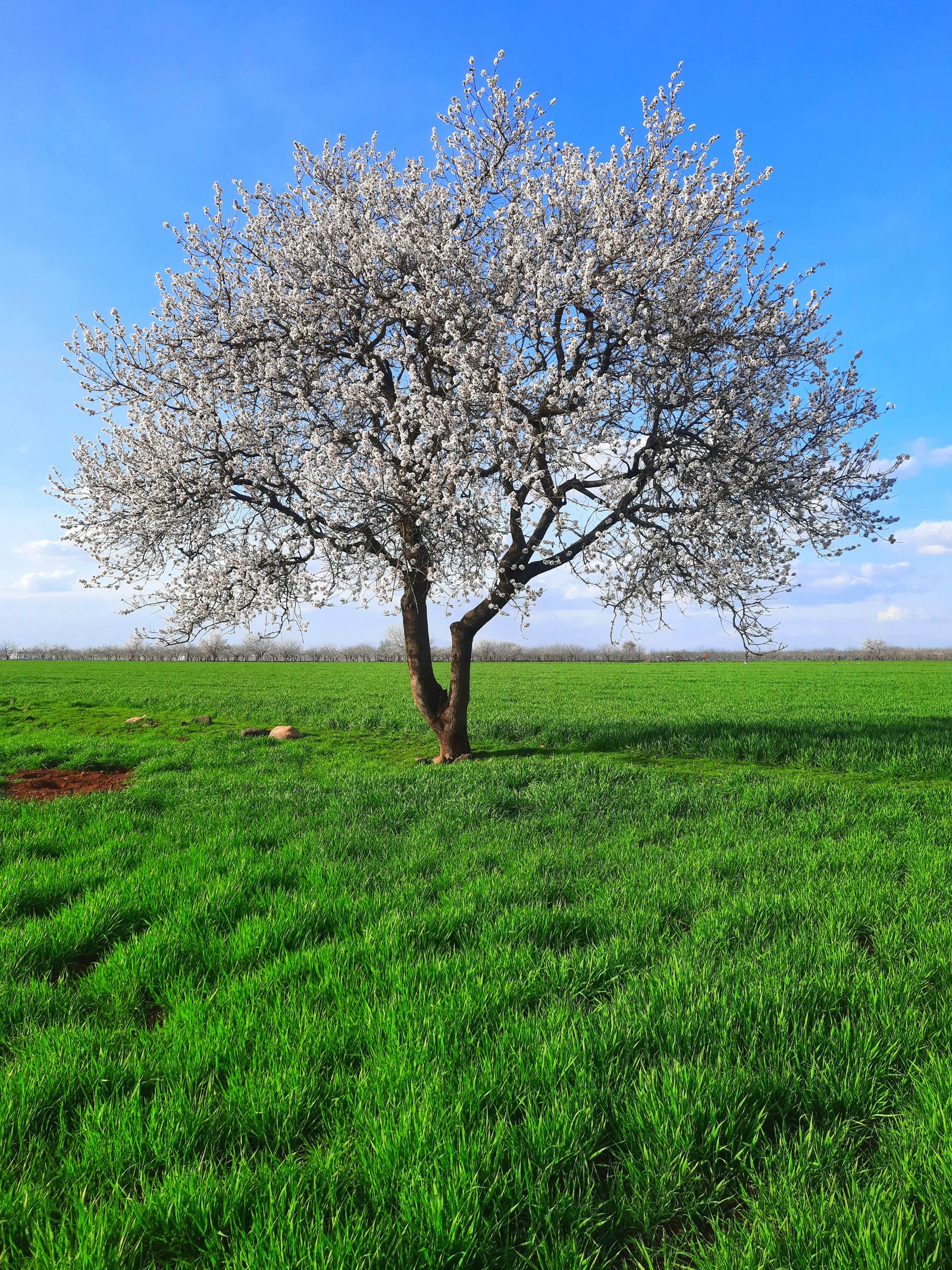 Cherry Blossom Field Photos, Download The BEST Free Cherry Blossom ...