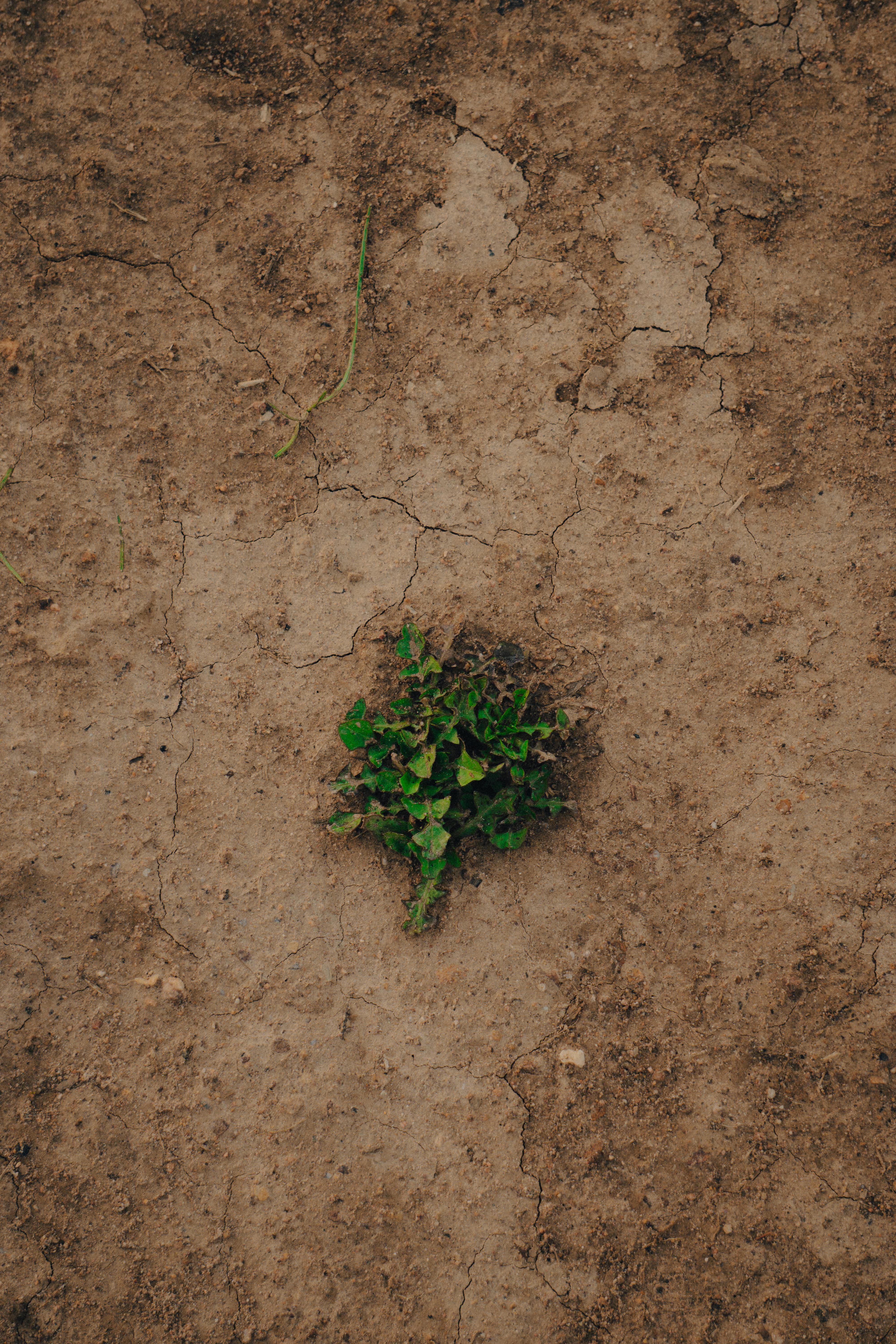 Plant on Barren Ground · Free Stock Photo
