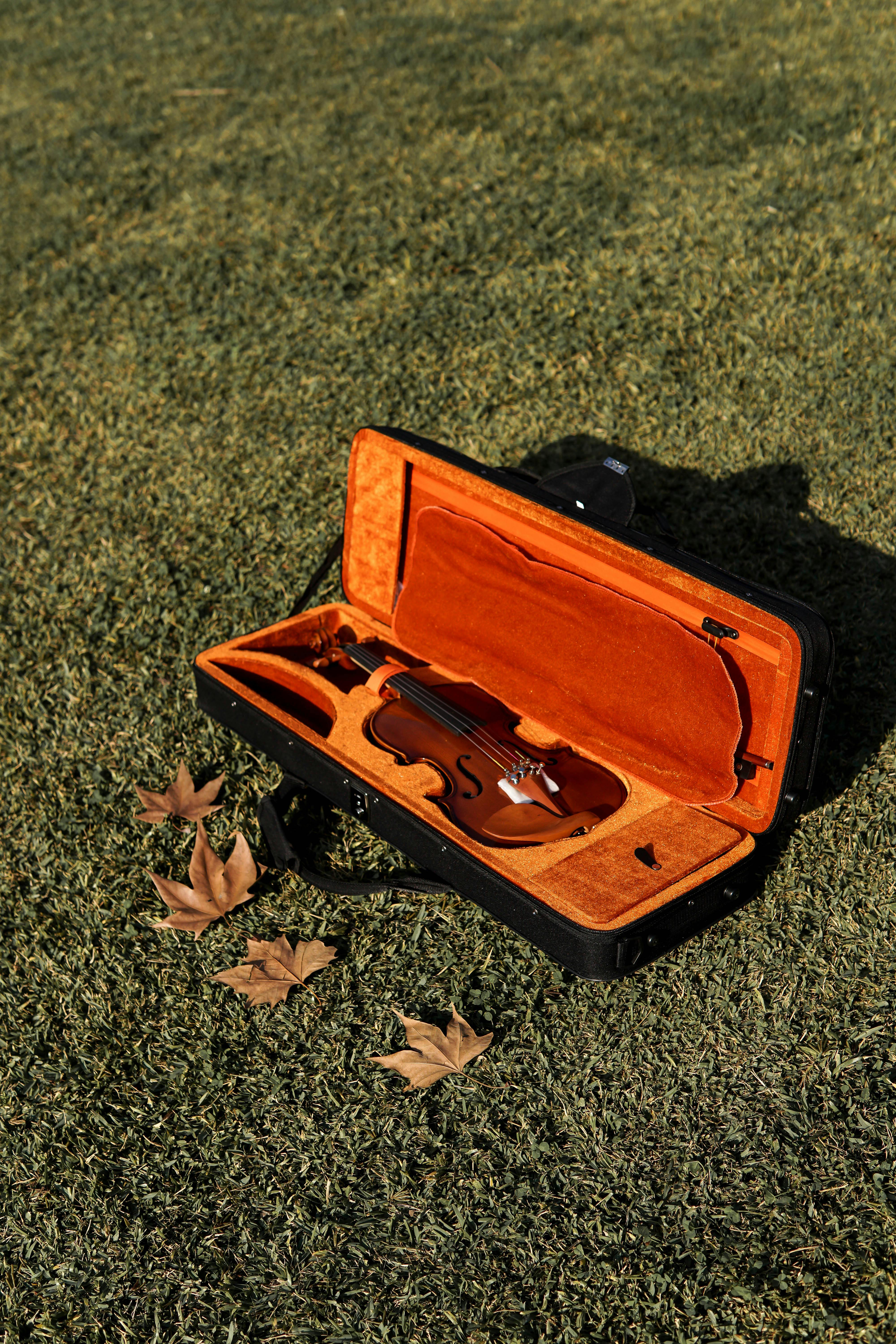 Fiddle Grass Photos, Download The BEST Free Fiddle Grass Stock Photos ...