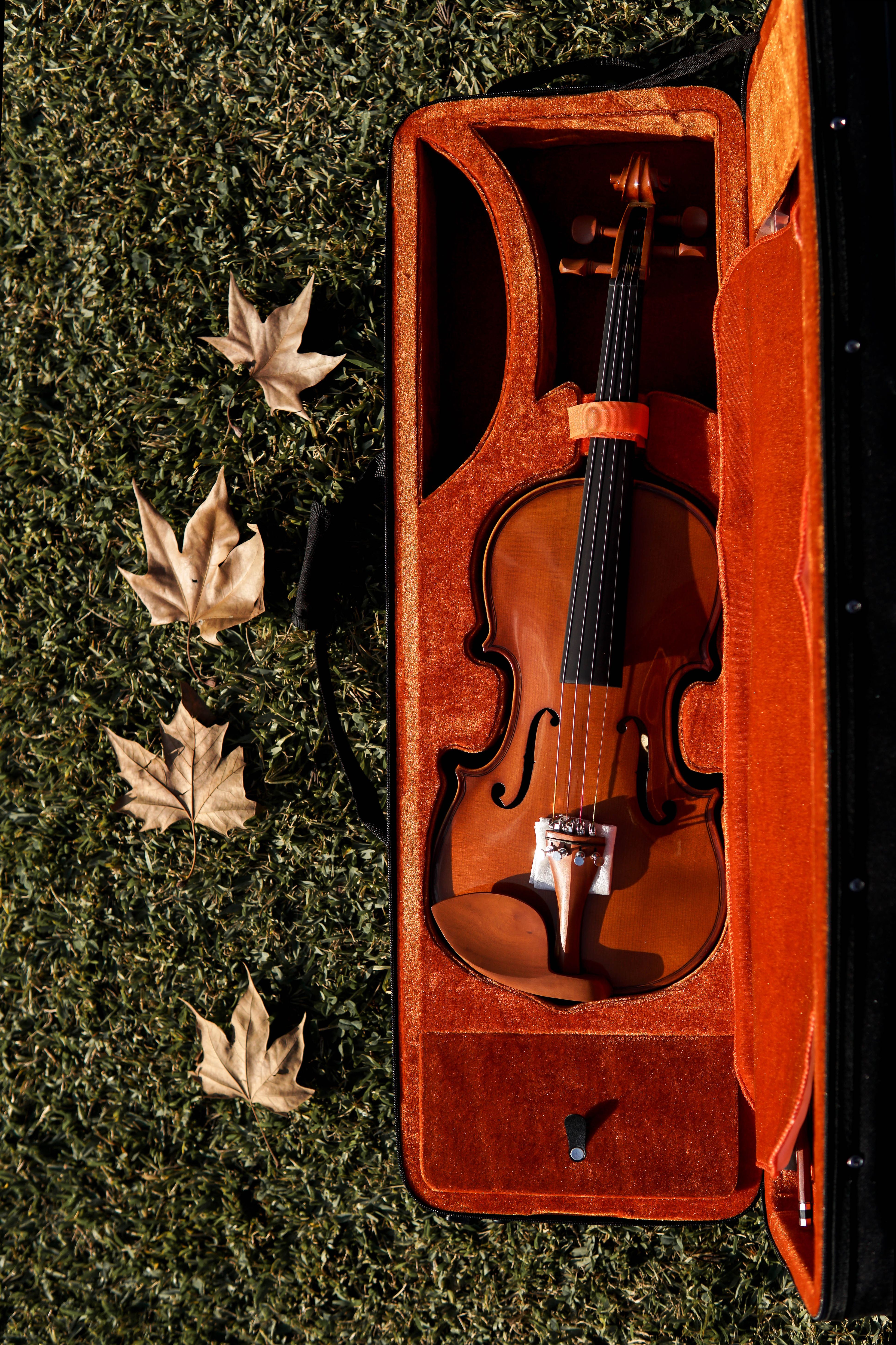 Free Violin Fall Photos, Download The BEST Free Free Violin Fall Stock ...