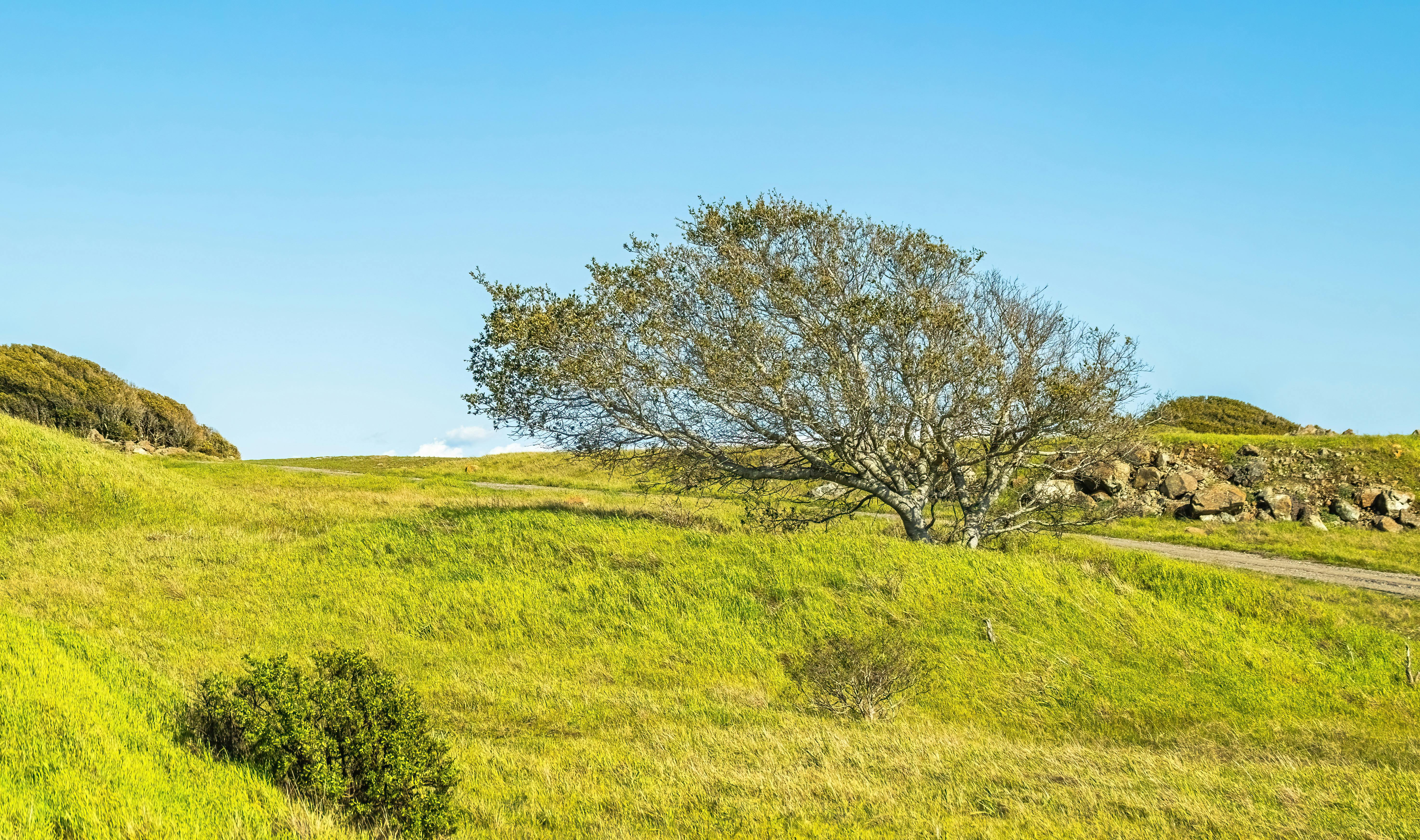 Tree in the Valley in Summer · Free Stock Photo