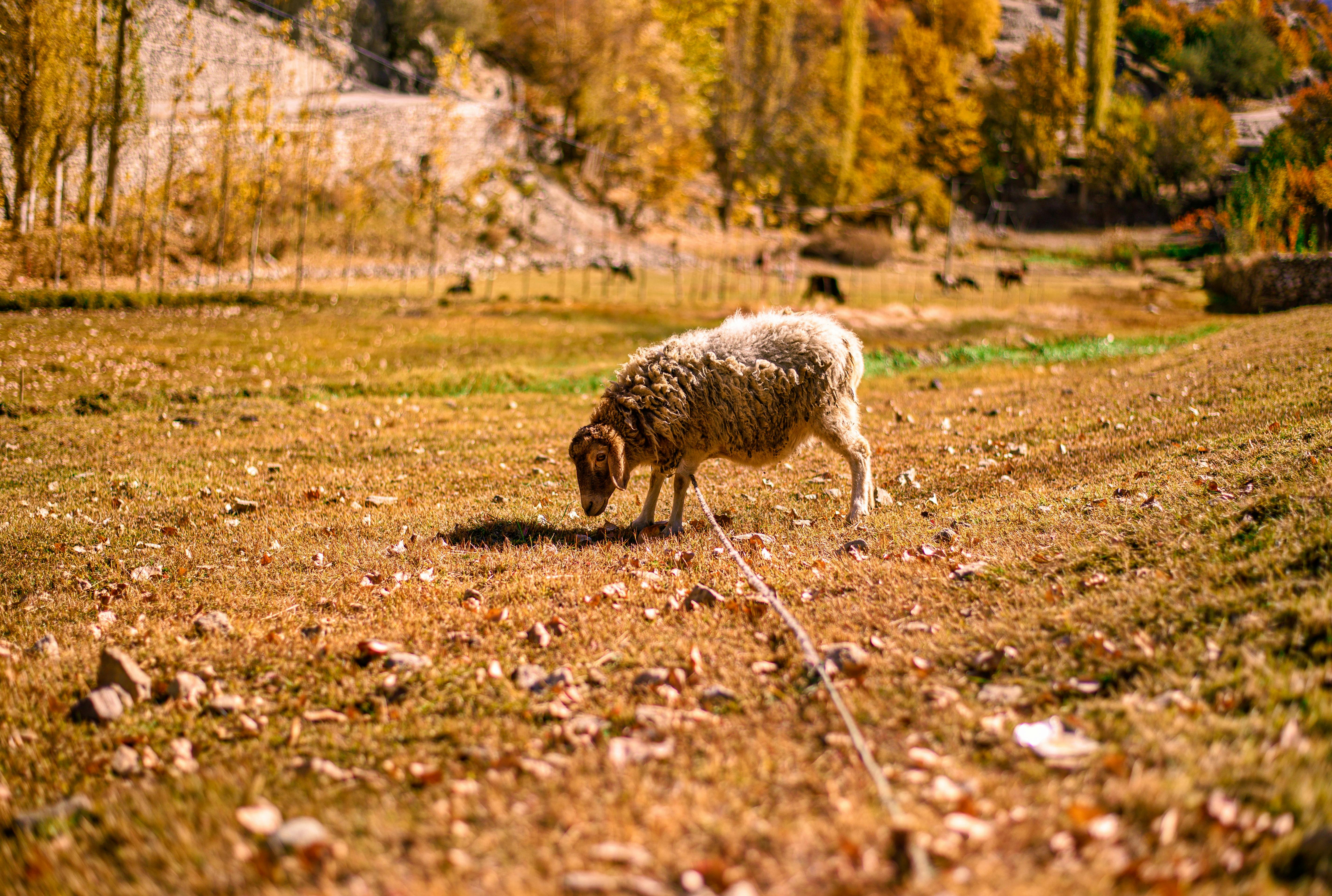 A sheep grazing in a field with autumn leaves · Free Stock Photo