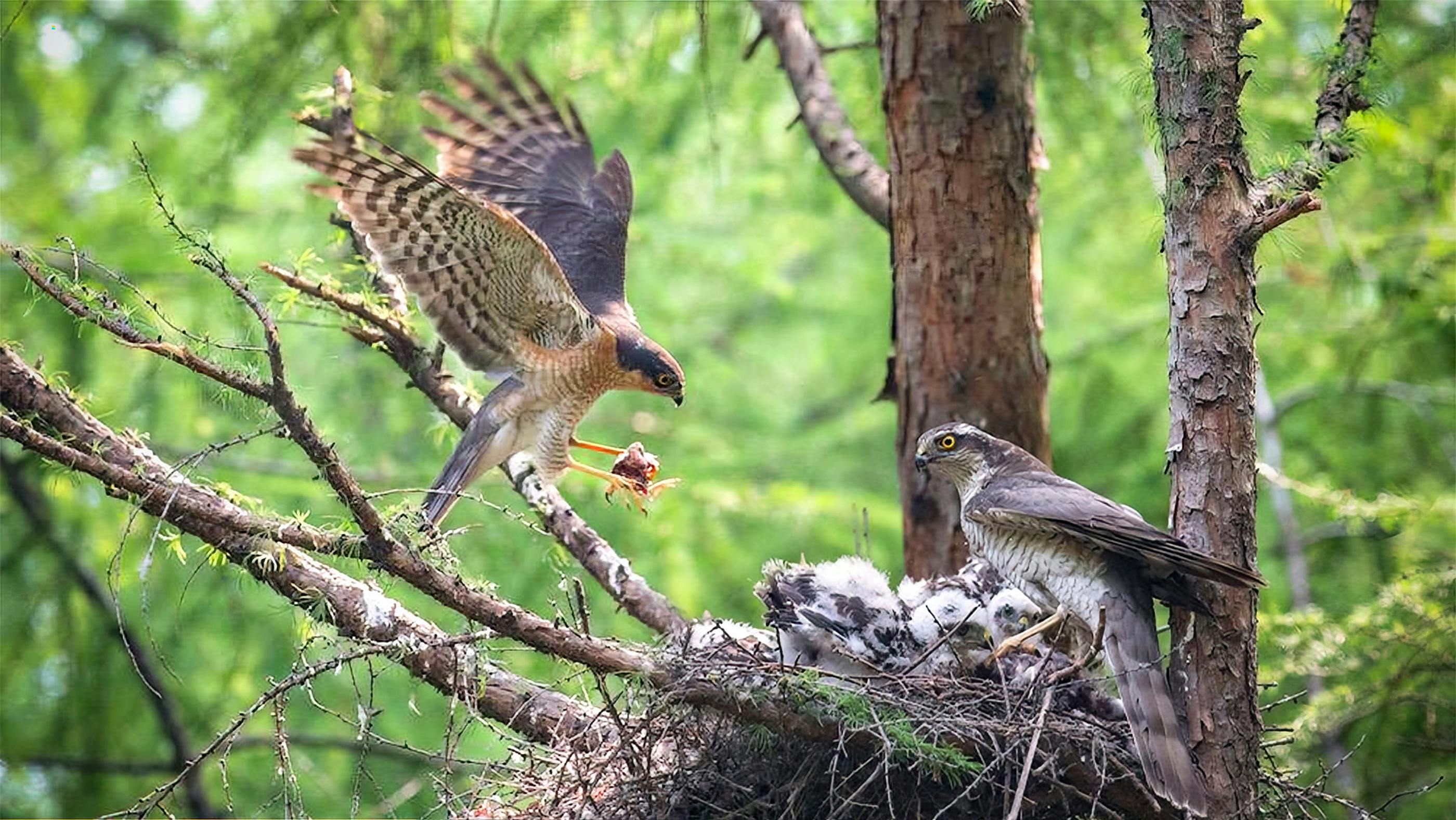 Gavilán Construyendo Nido En Rama De árbol · Foto de stock gratuita