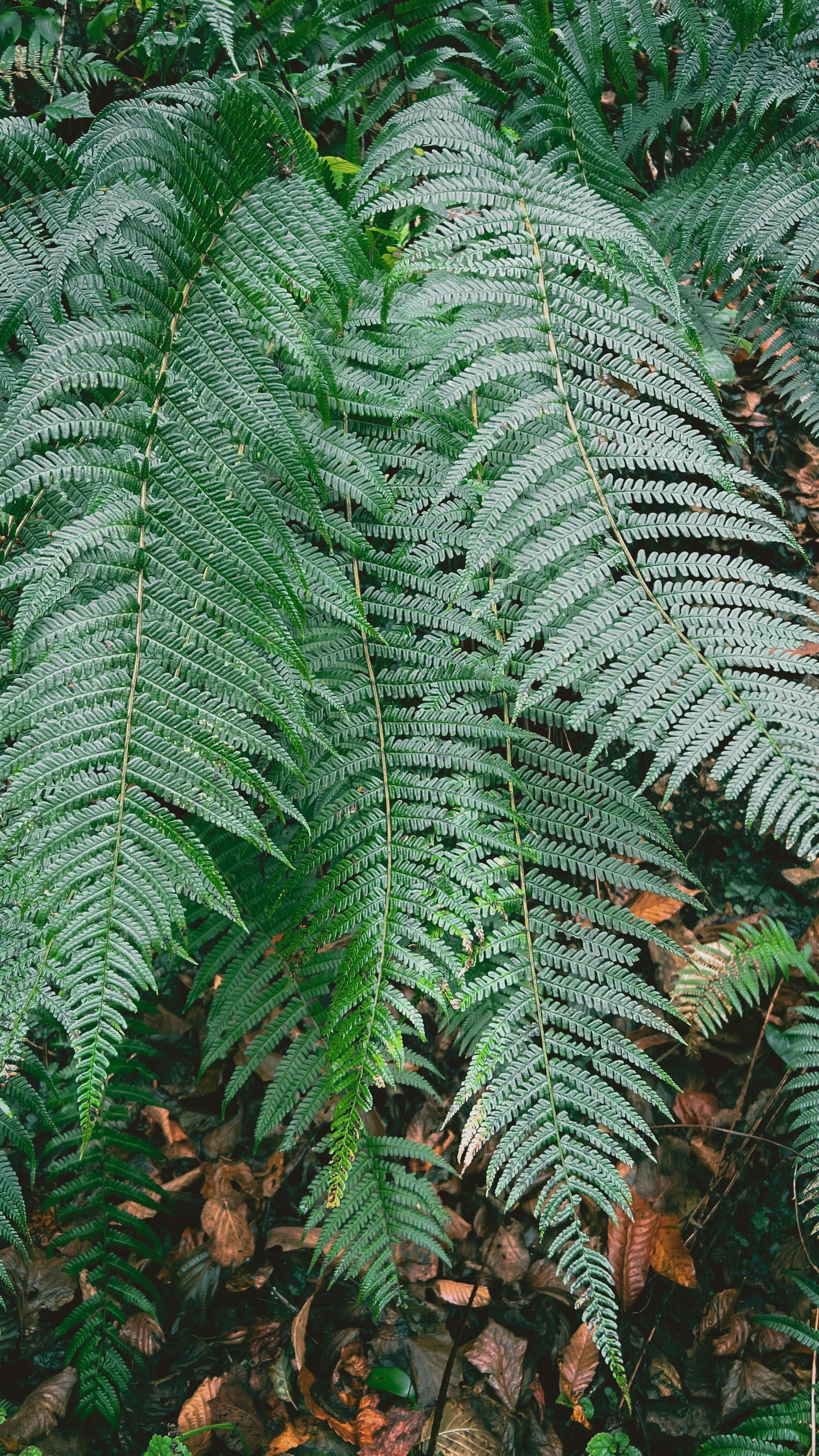 Photo of Two Fern Leaves · Free Stock Photo