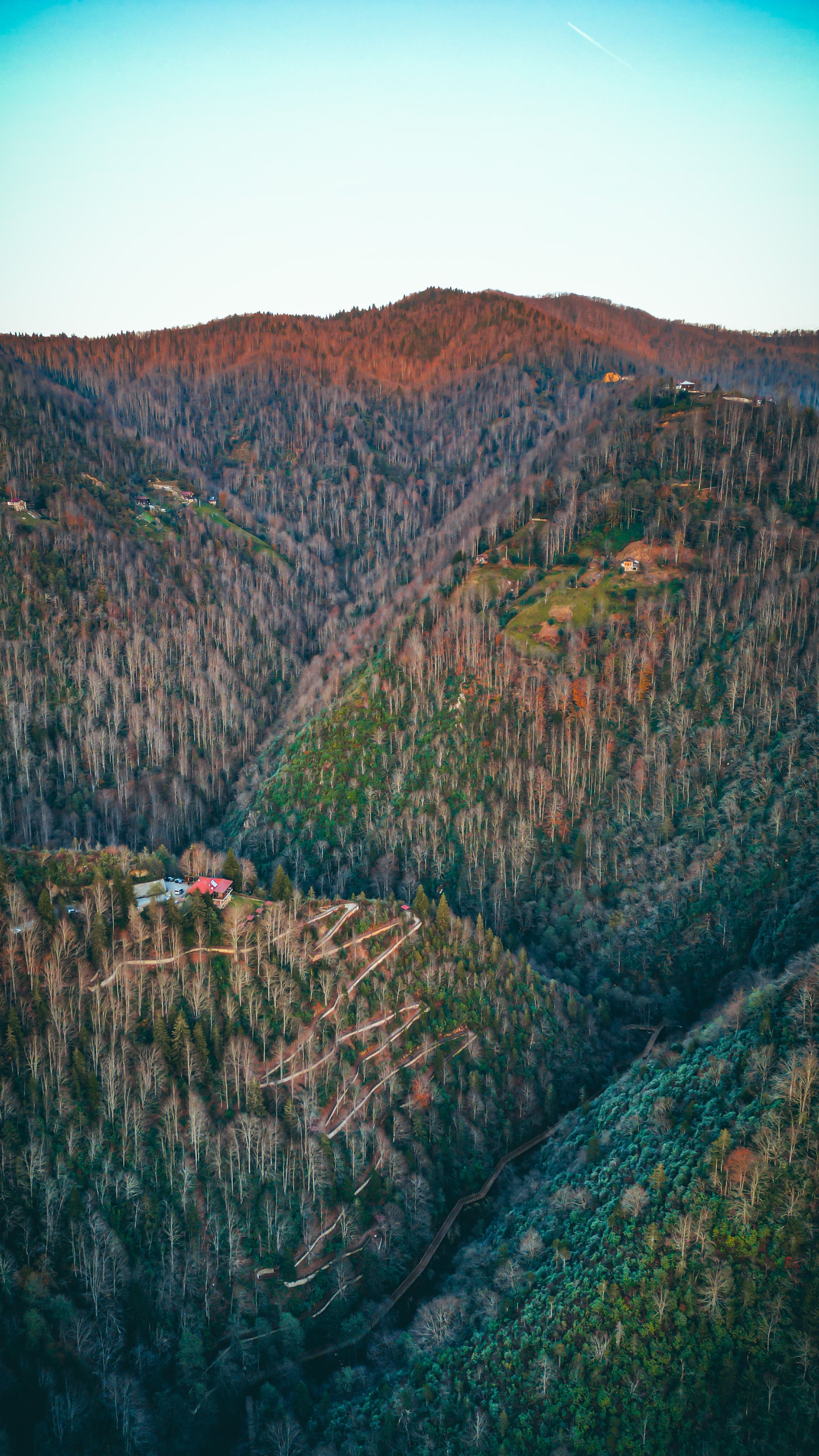 Forest on Hills · Free Stock Photo