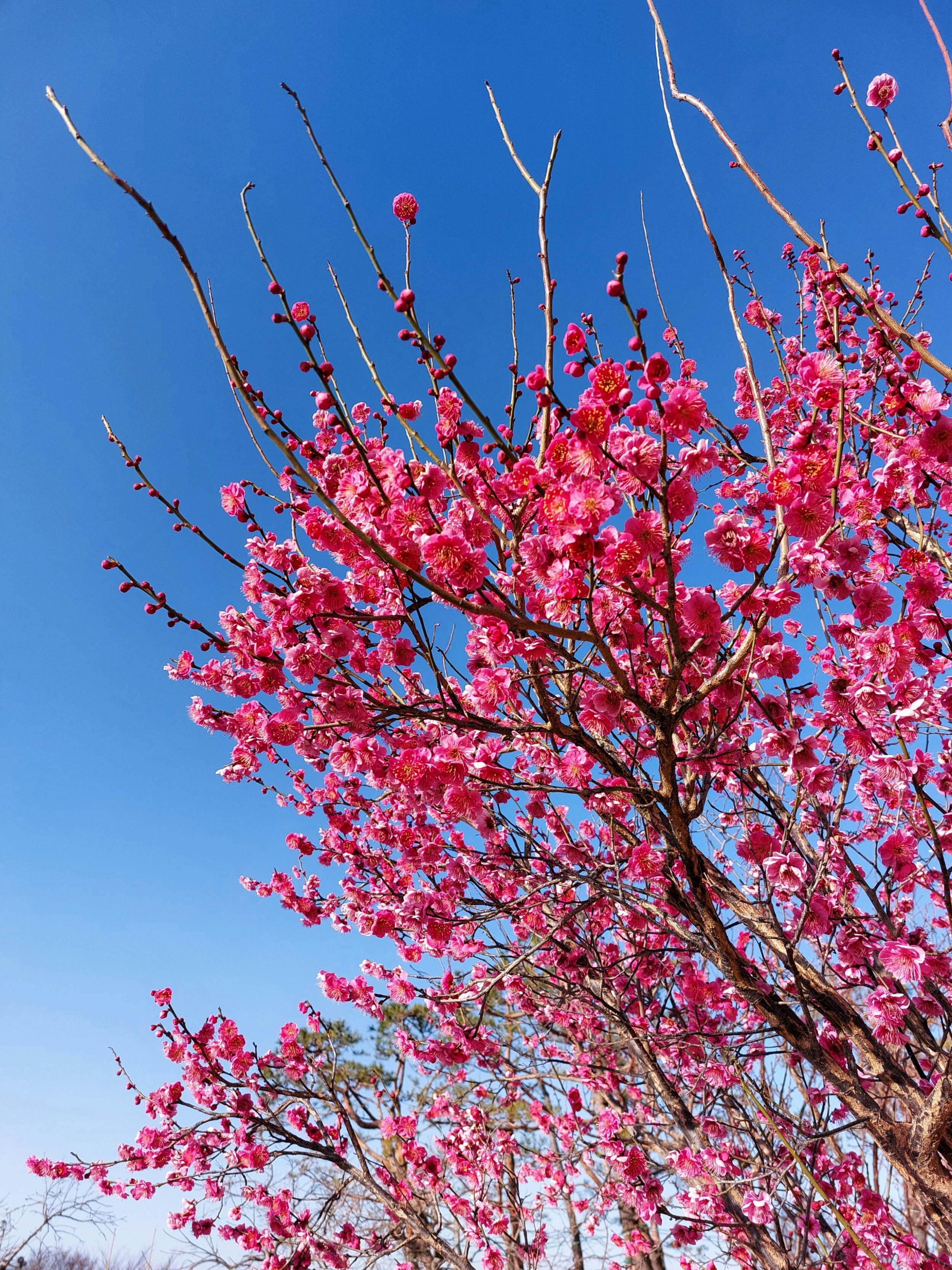 Spring Tree Photos, Download The BEST Free Spring Tree Stock Photos ...