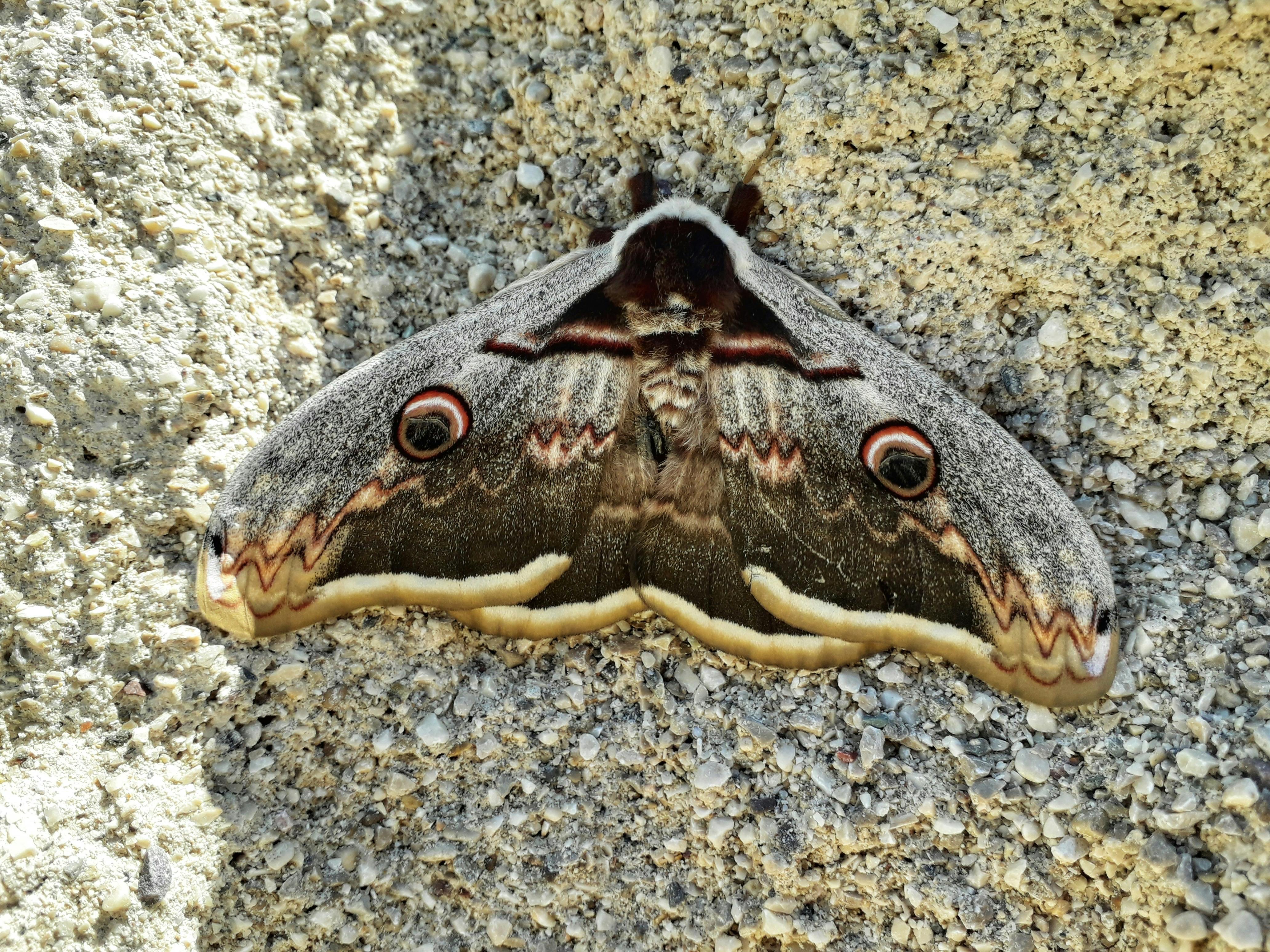 Moth in Shadow · Free Stock Photo