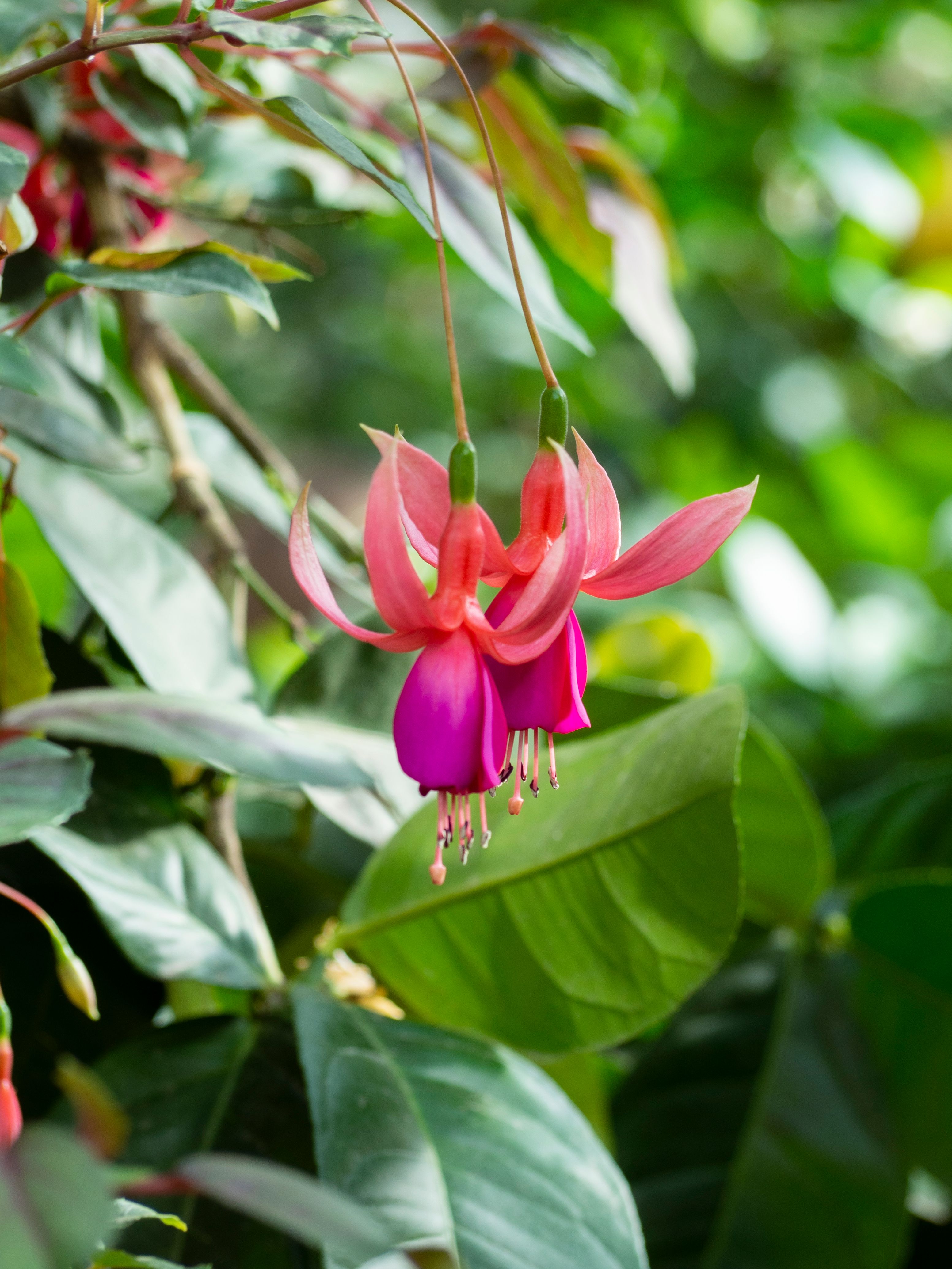 A Shrub with Fuchsia Leaf · Free Stock Photo