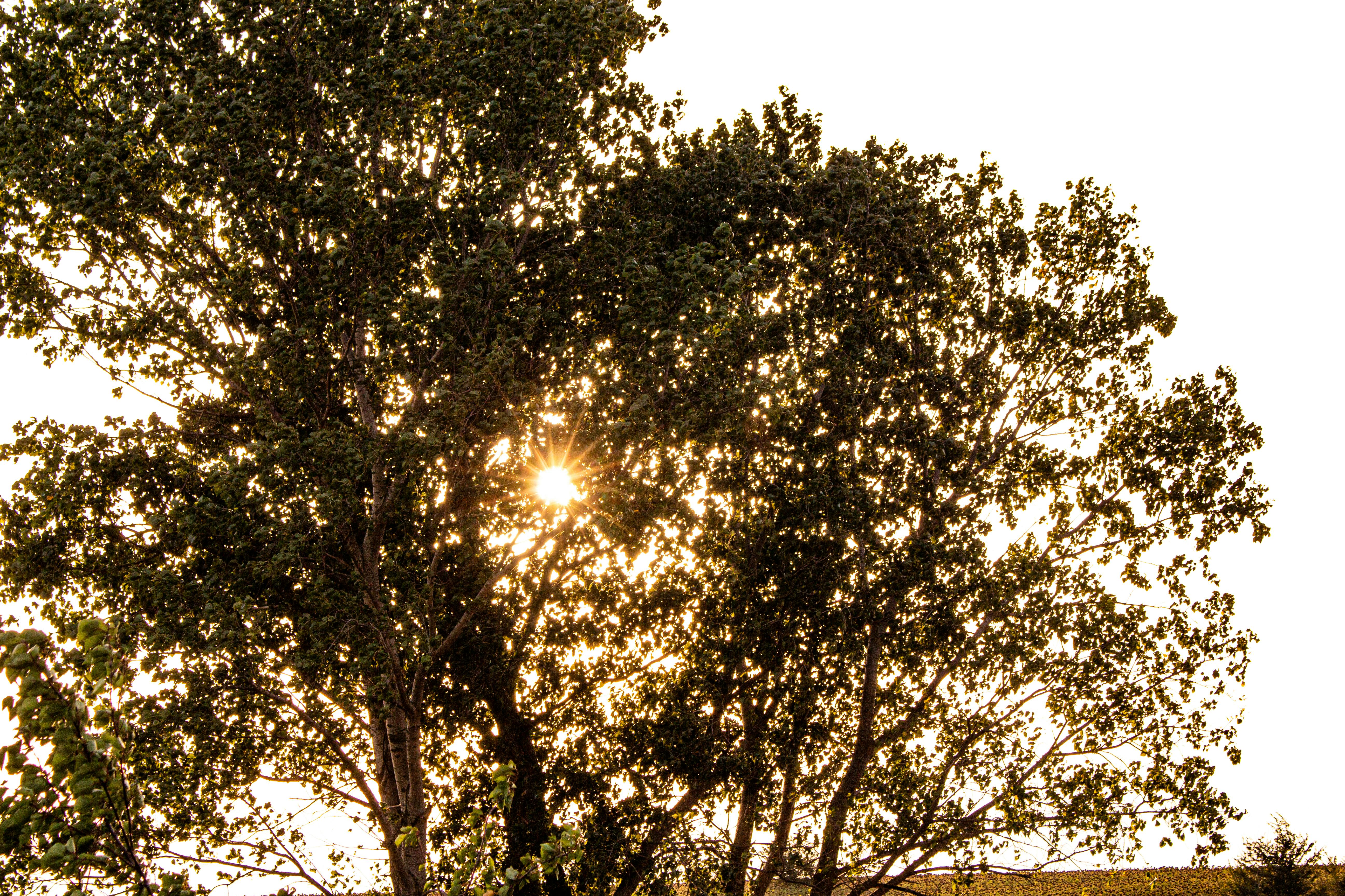 Sunlight behind Trees · Free Stock Photo