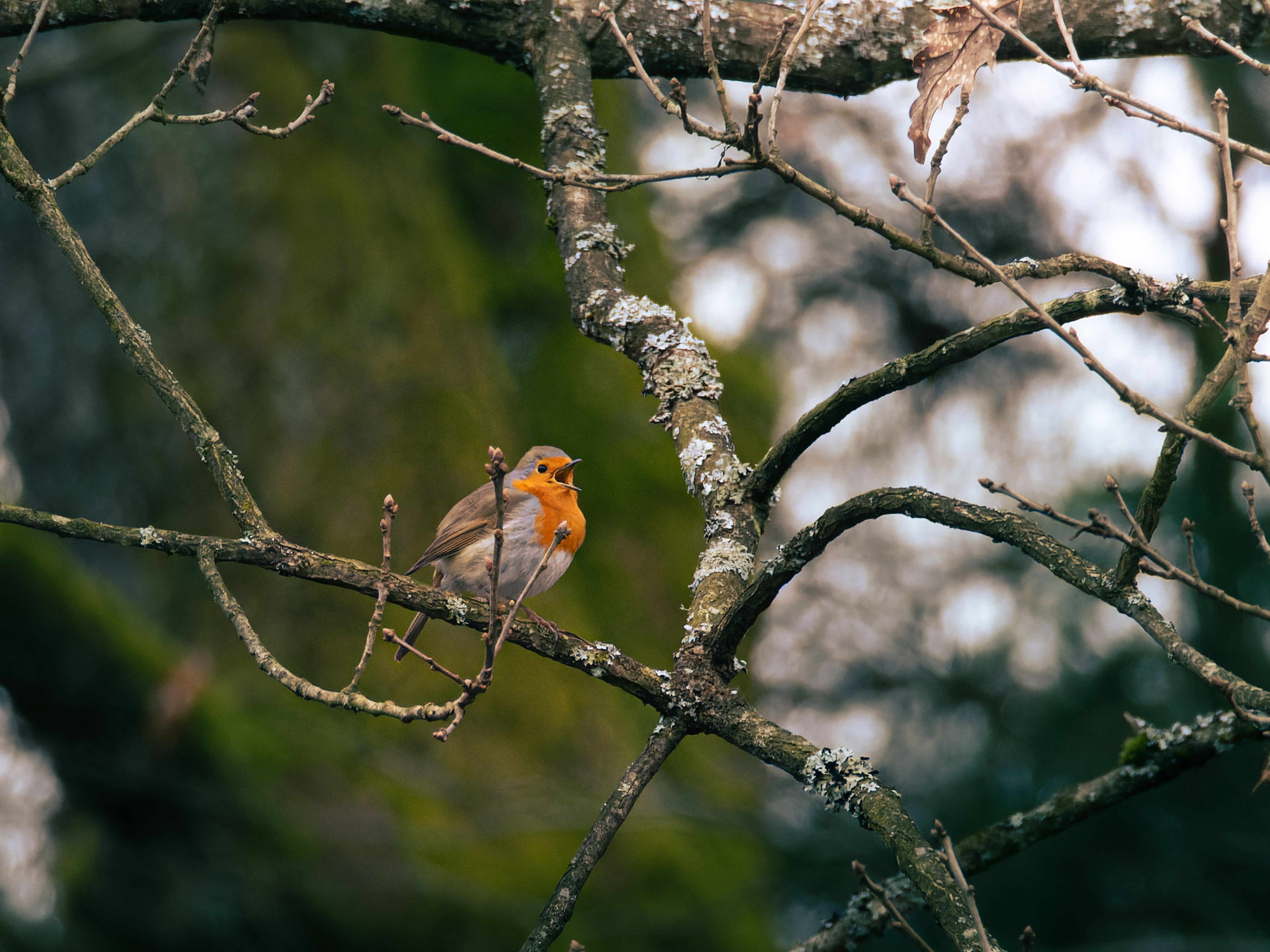 Close-up of a Bird Perching on a Branch · Free Stock Photo