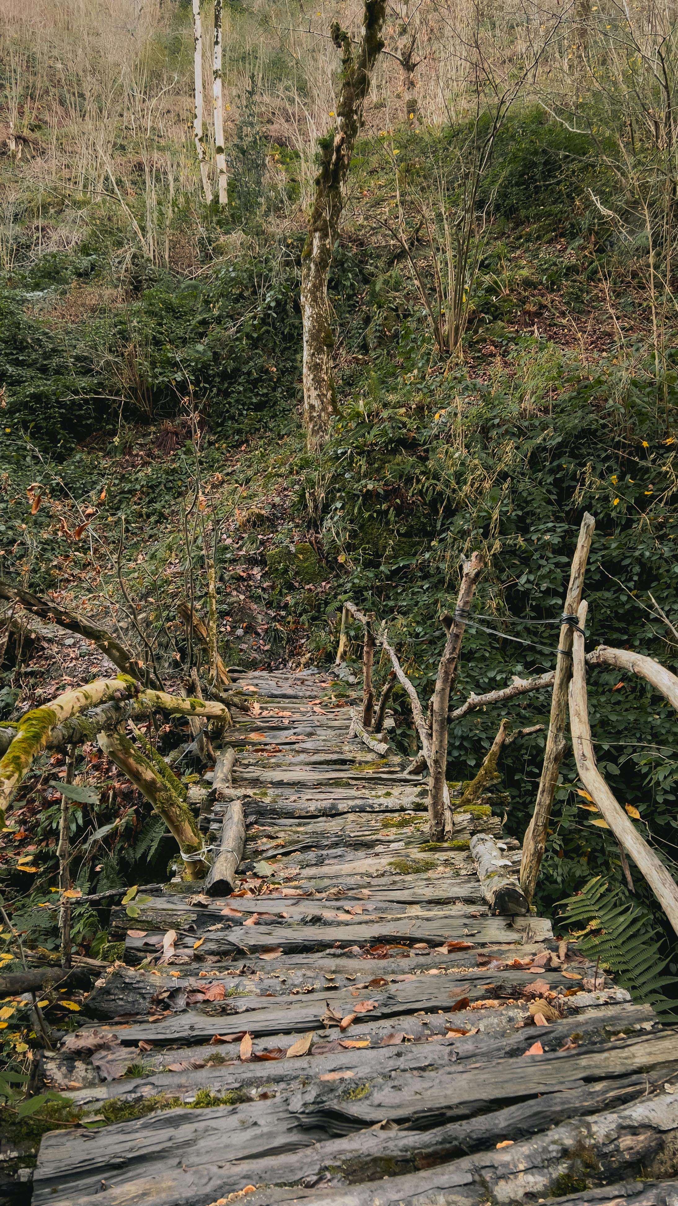 Wooden Footbridge in Forest · Free Stock Photo