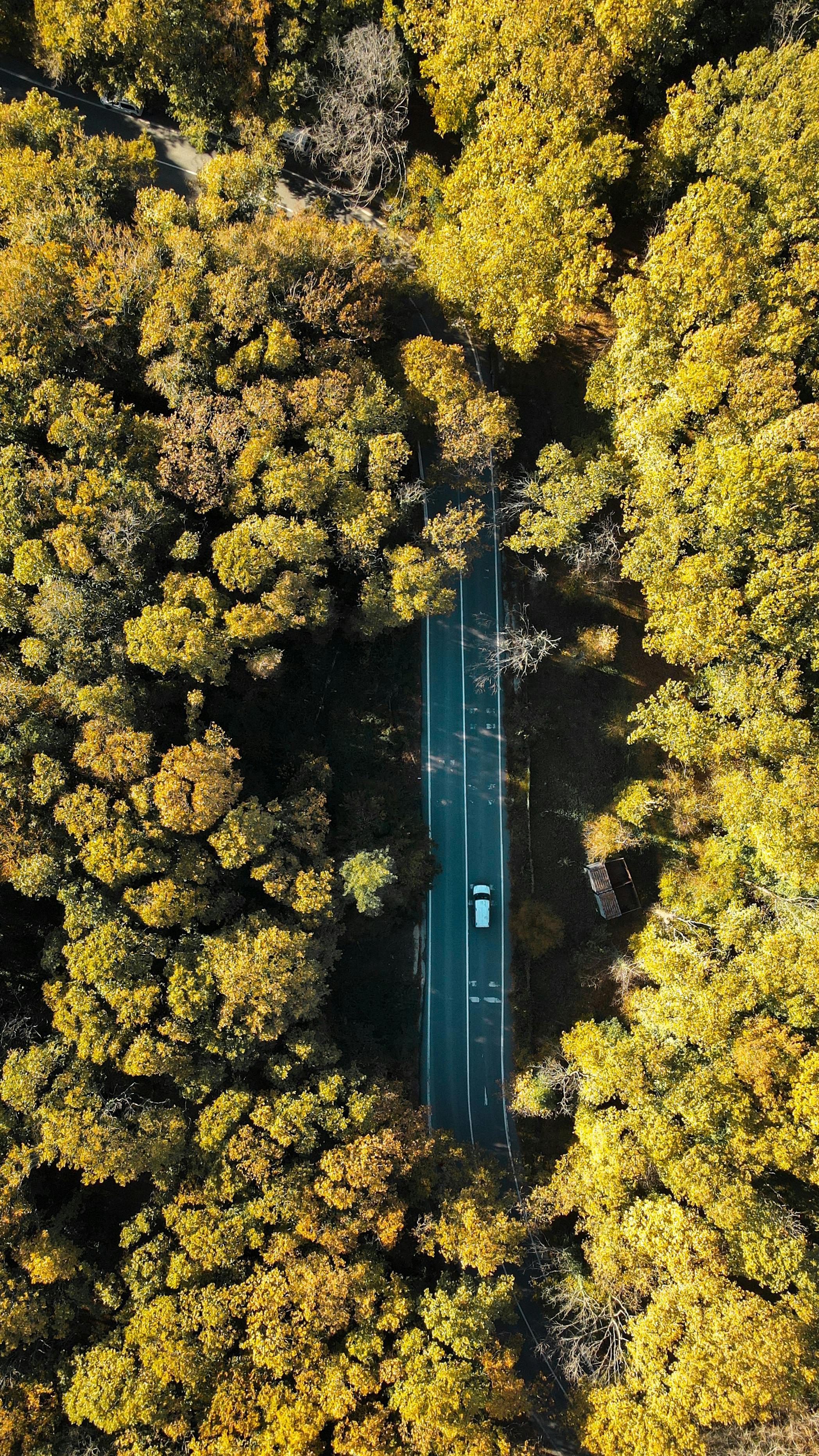 Trees around Road in Forest · Free Stock Photo