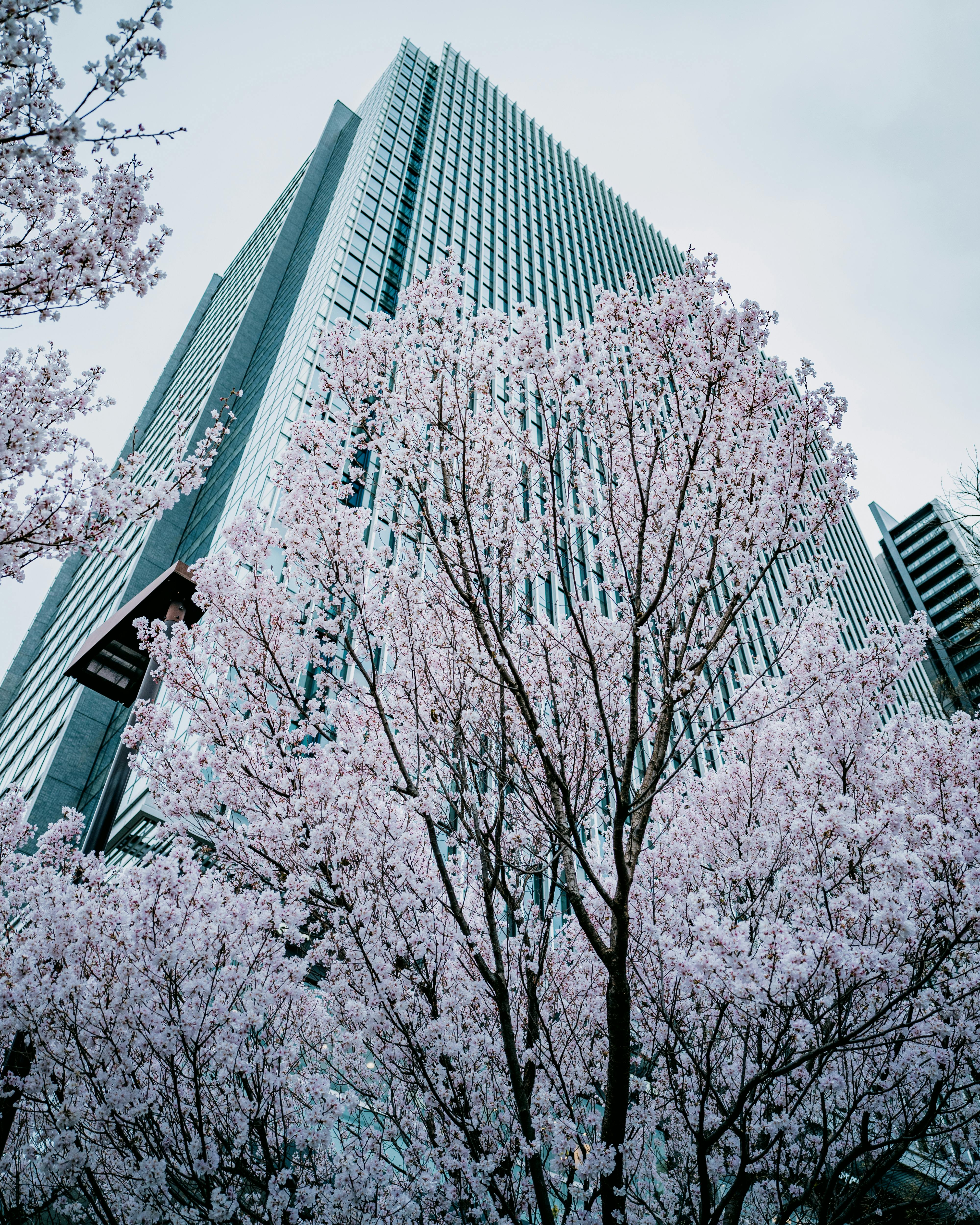Cherry Tree in City in Spring · Free Stock Photo