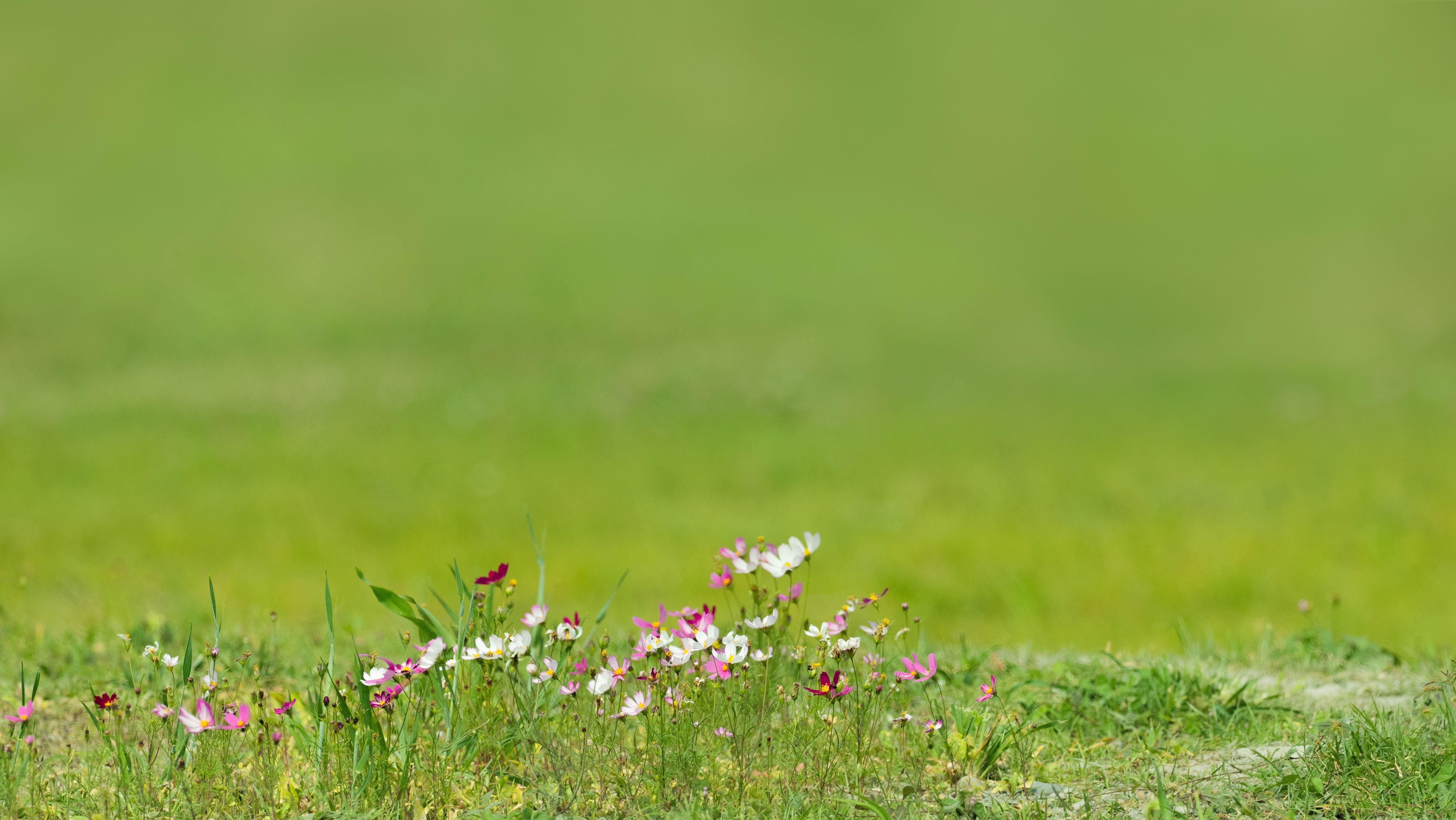 Flowers on Grass · Free Stock Photo