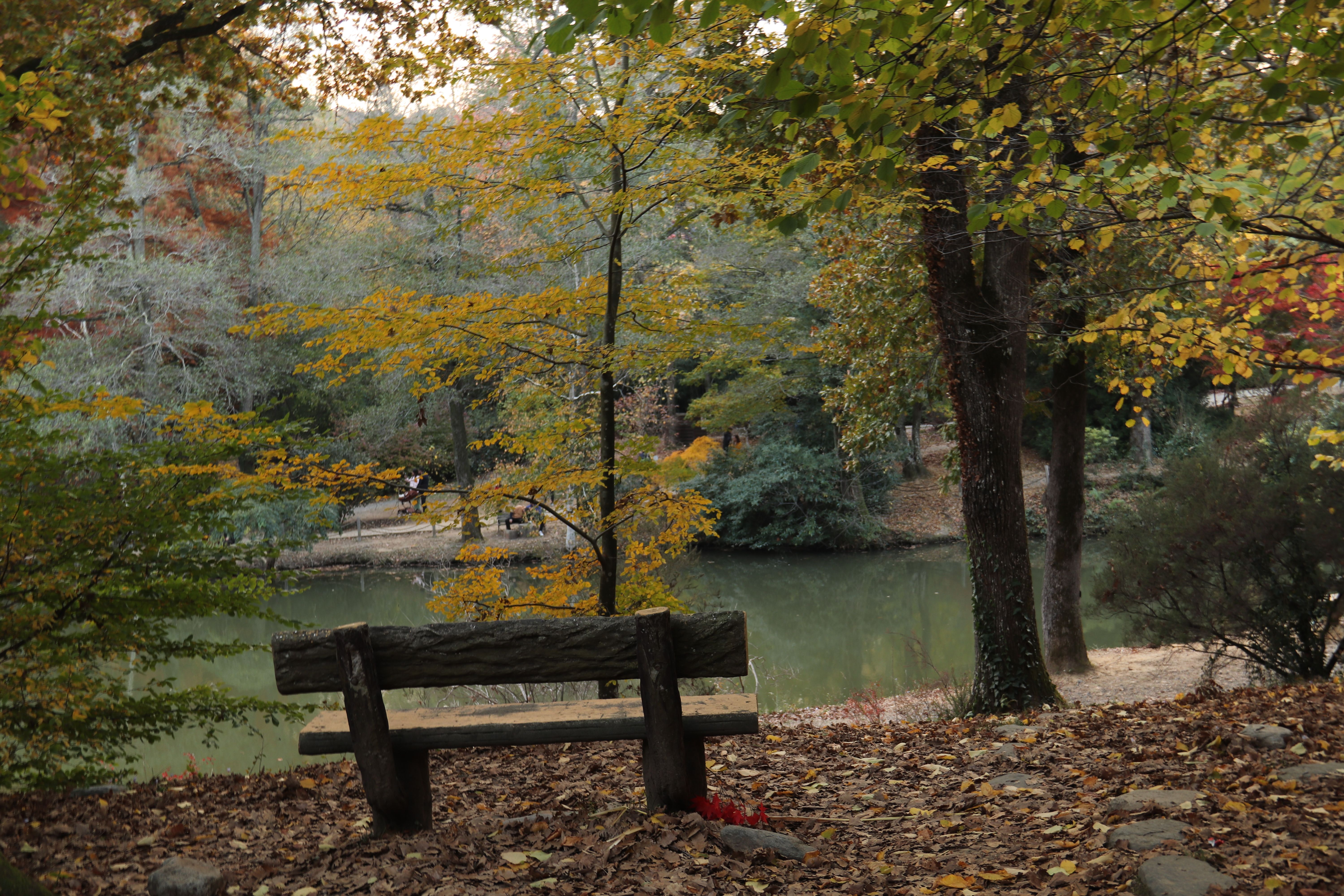 Bench near Pond in Park · Free Stock Photo