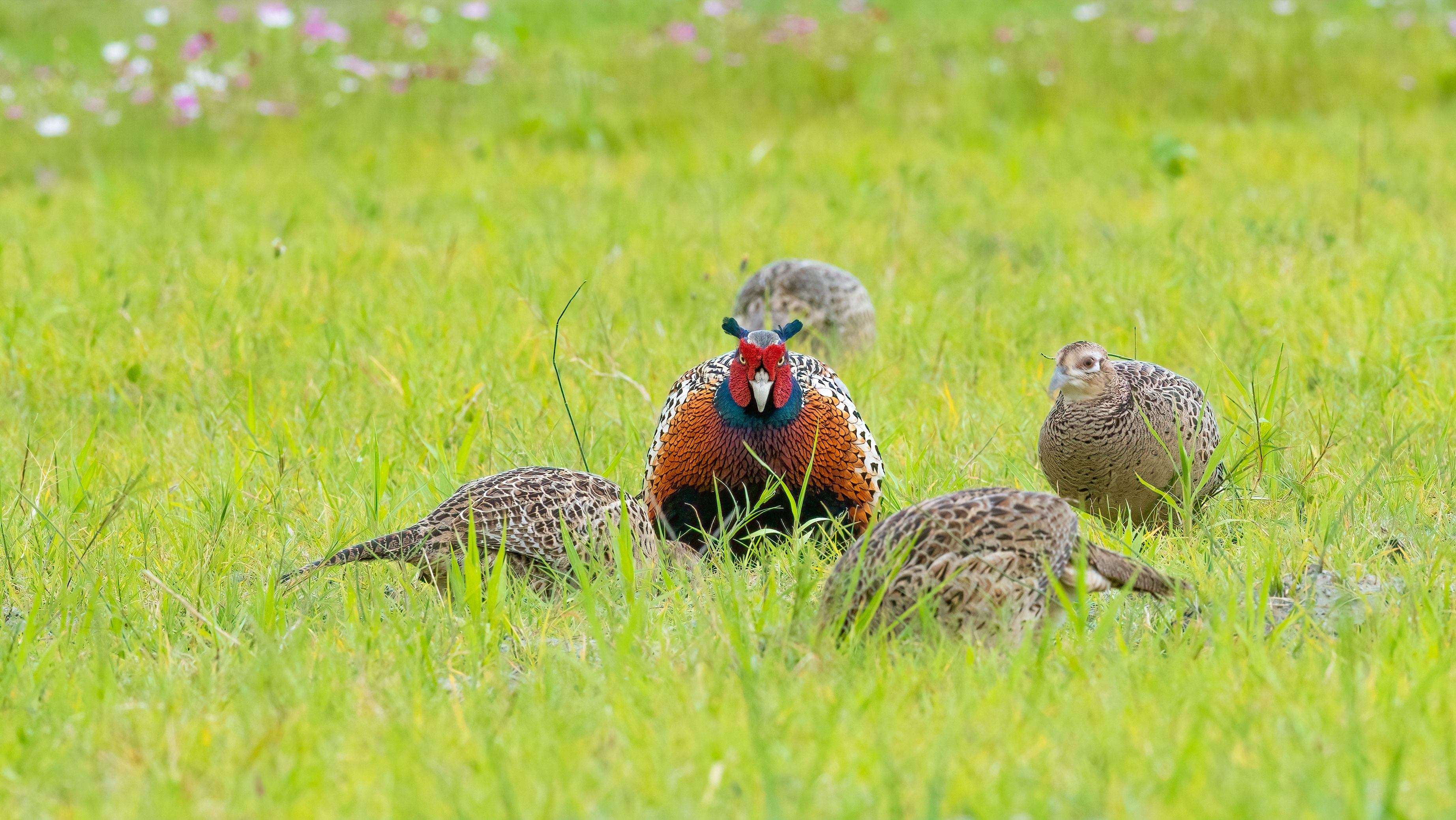 Common Pheasants Photos, Download The BEST Free Common Pheasants Stock ...