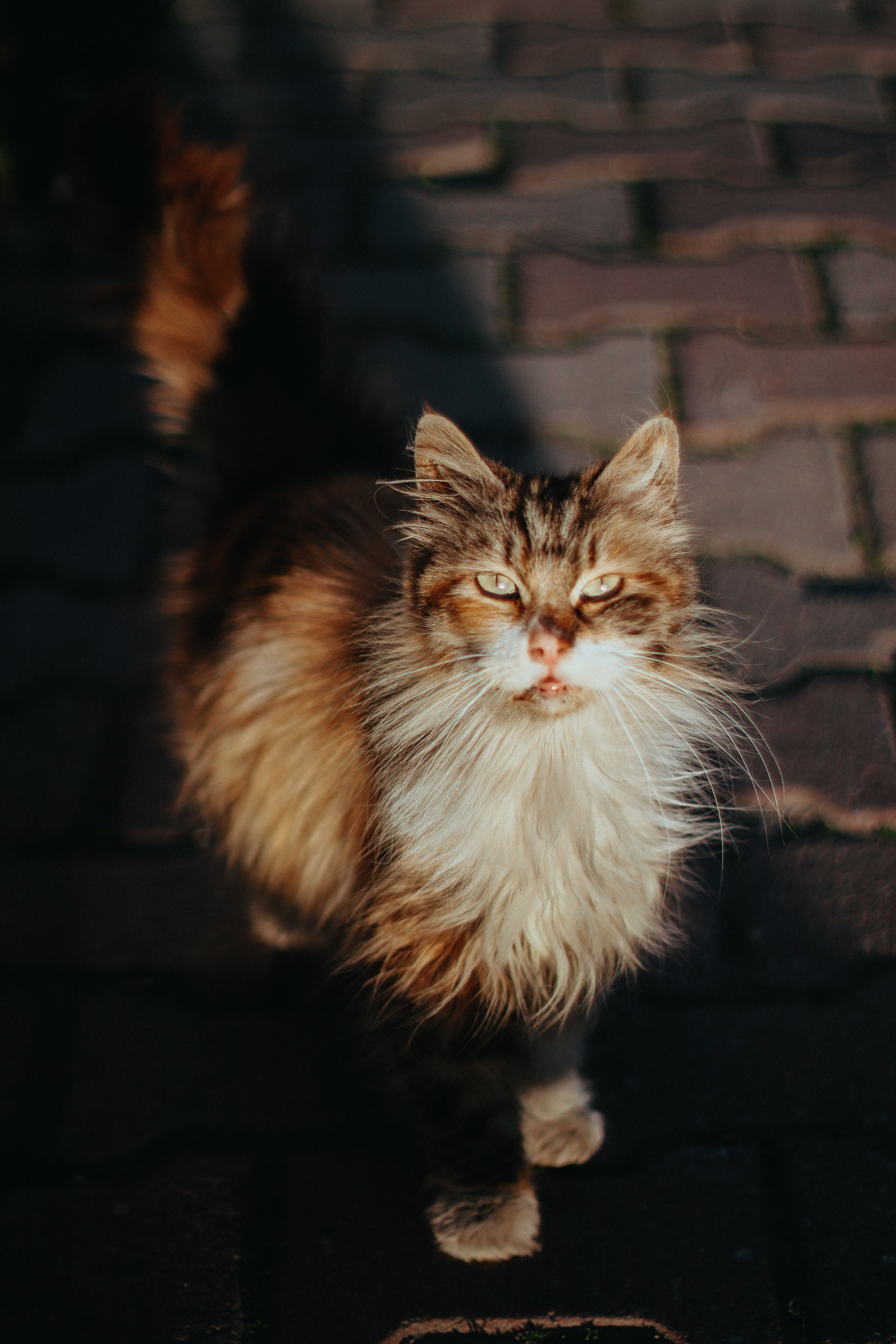 Portrait of a Fluffy Cat Standing Outdoors · Free Stock Photo