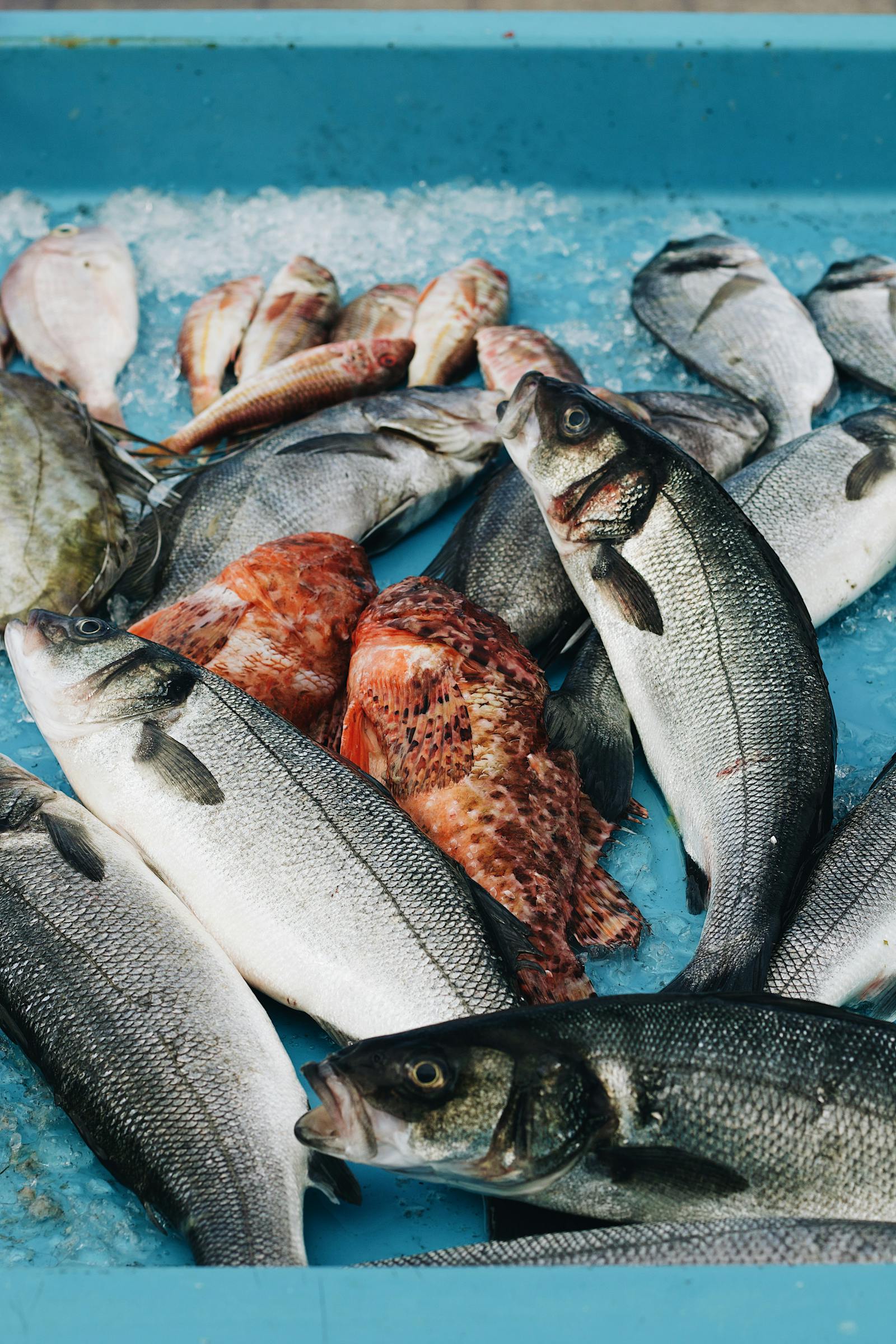 Bass Fish Photos, Download The BEST Free Bass Fish Stock Photos & HD Images