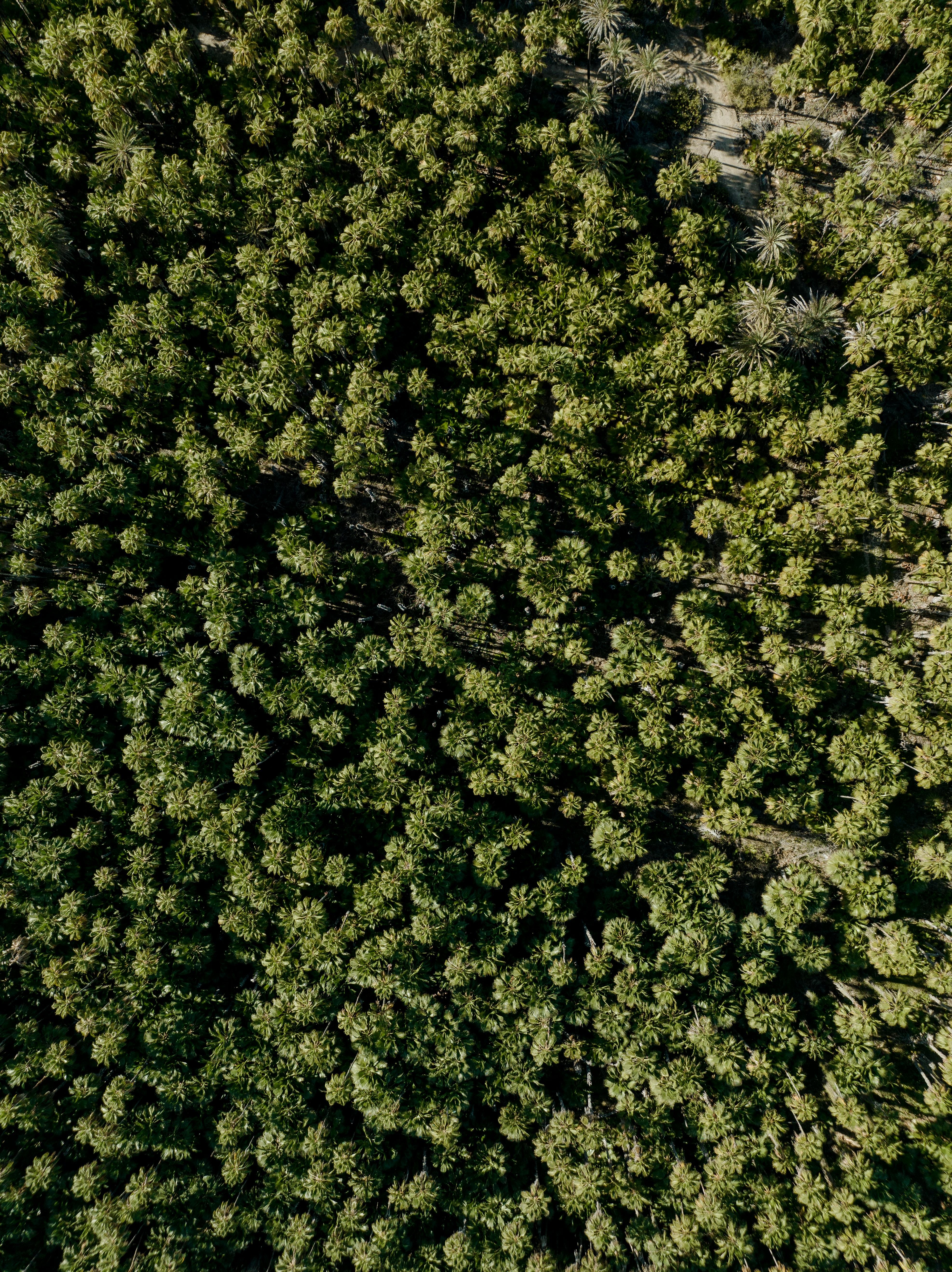 Aerial Photography of Forest · Free Stock Photo