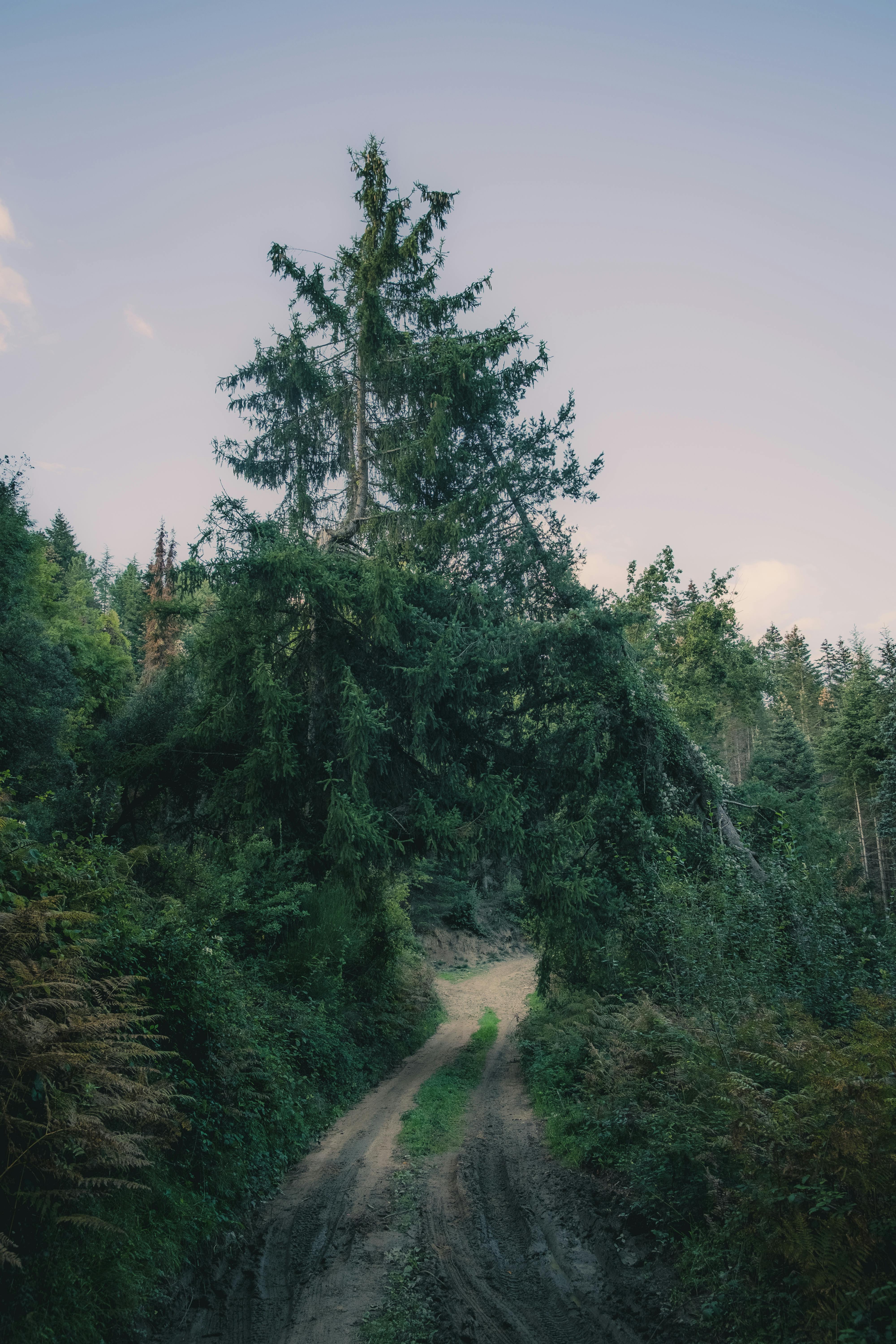 Road In The Forest Take From Highest Photos, Download The BEST Free ...