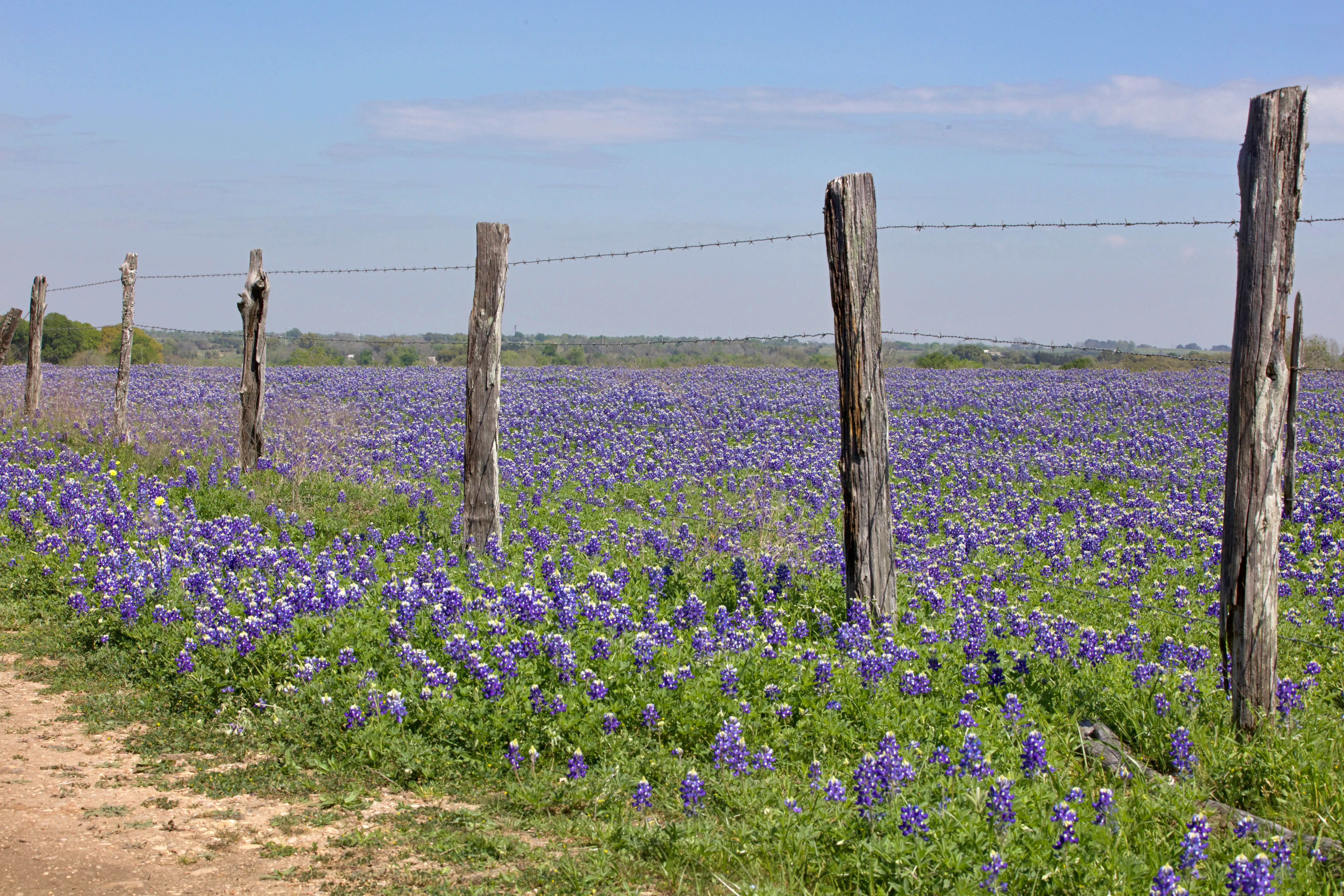 Railing on Bluebonnet Meadow · Free Stock Photo