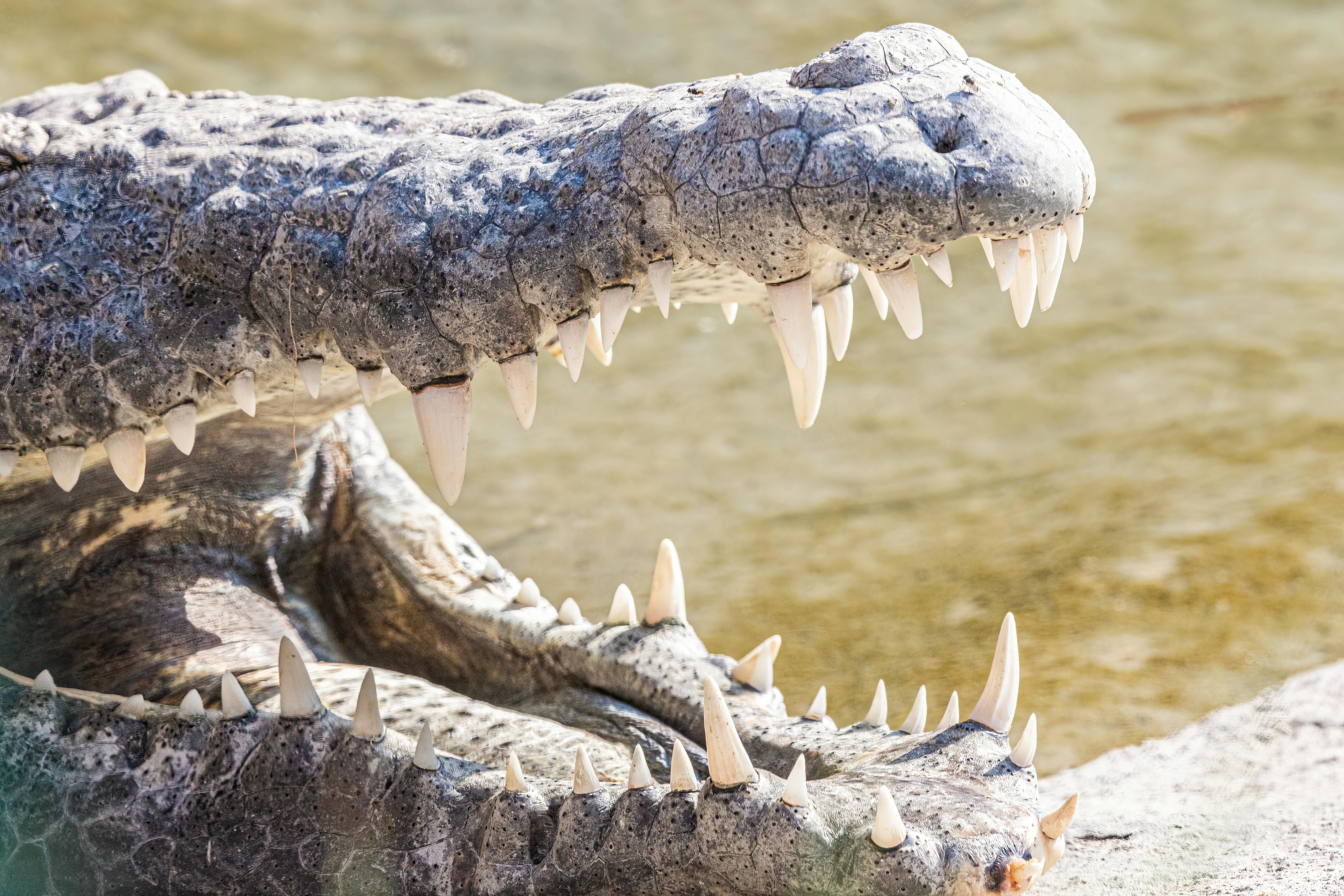 Crocodile sharp teeth · Free Stock Photo