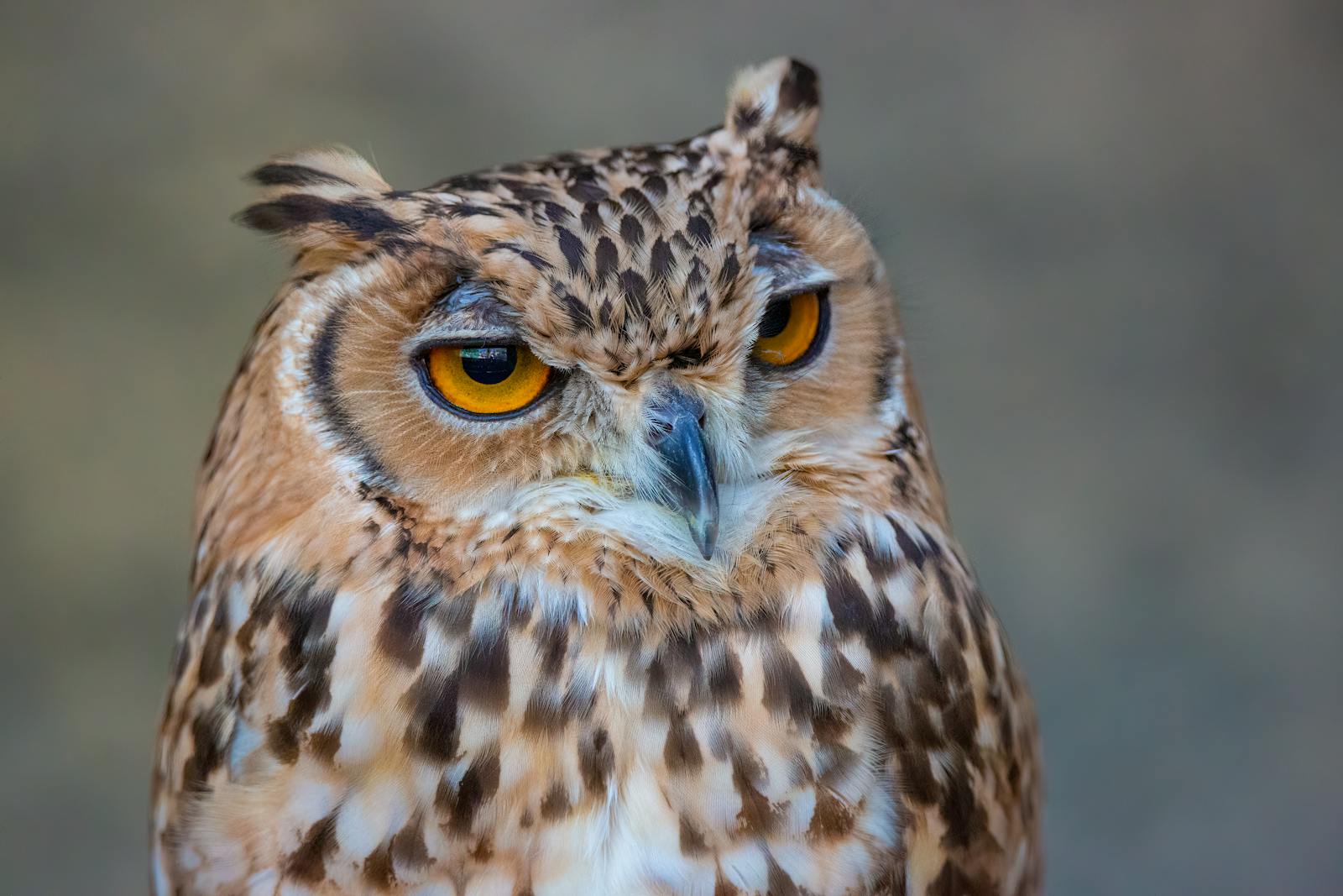 Owl Images Photos, Download The BEST Free Owl Images Stock Photos & HD ...