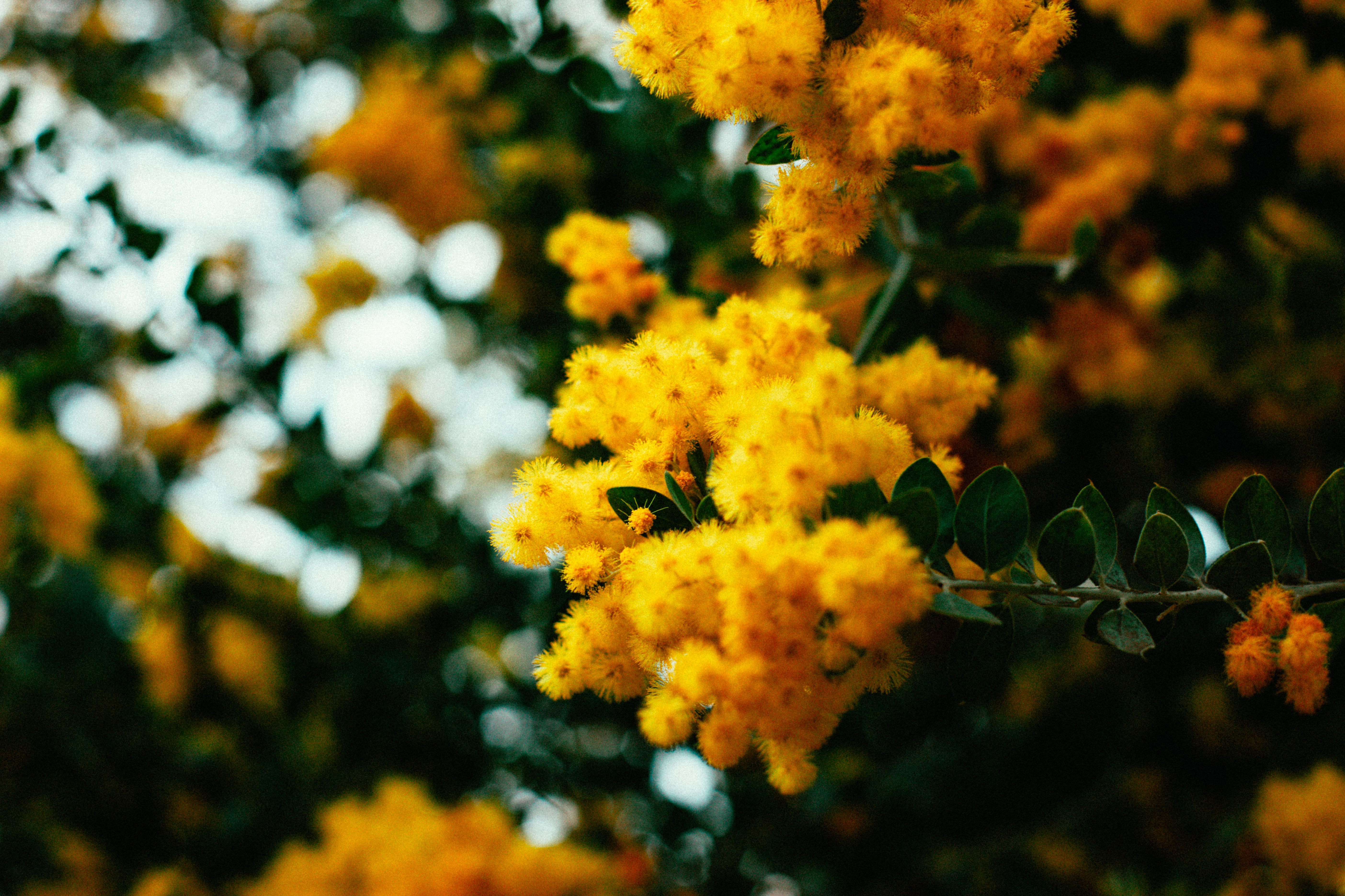 Close Up of Flowers Blooming on Branch · Free Stock Photo
