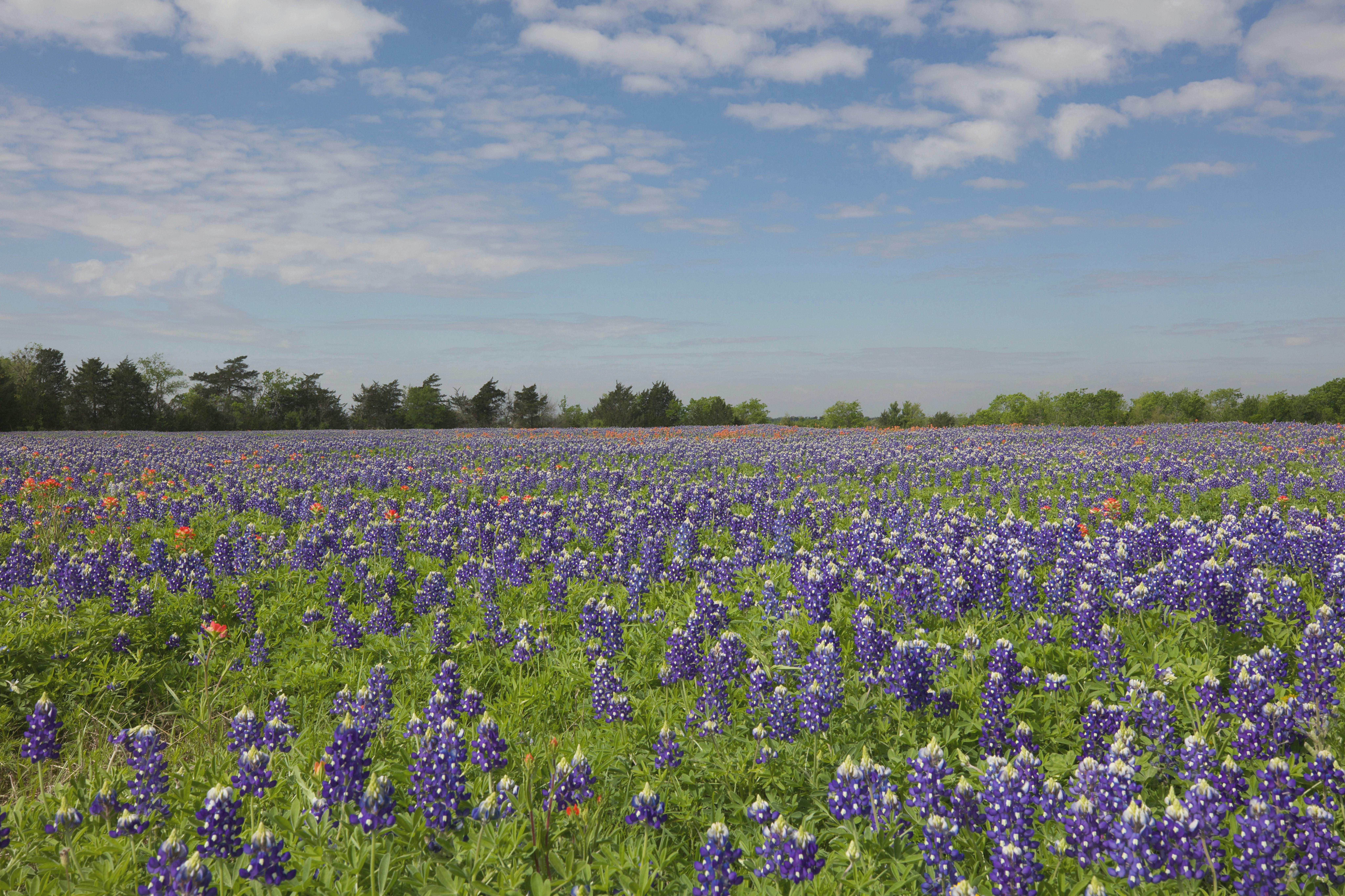 Bluebonnets in a Field · Free Stock Photo