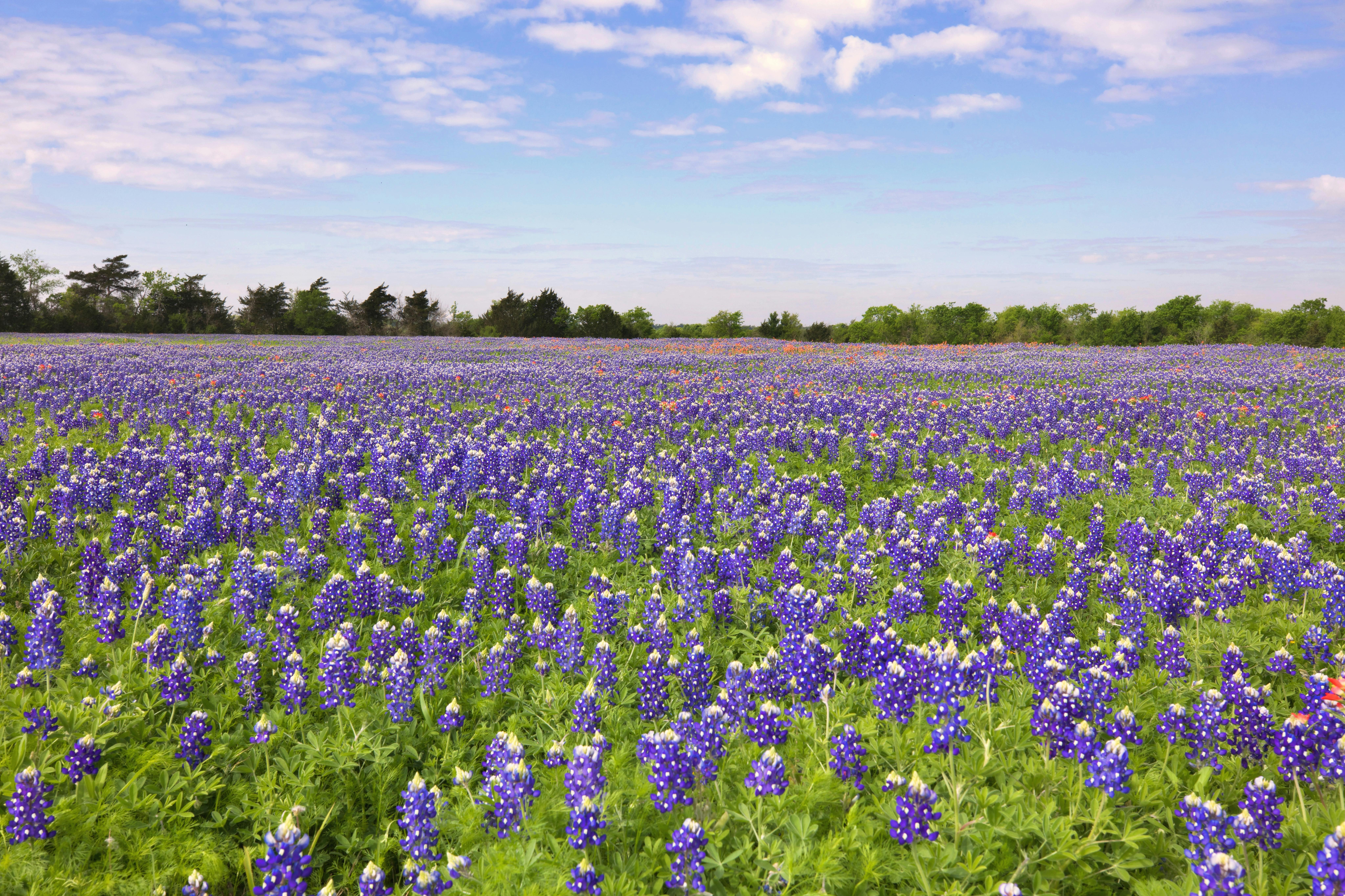 Meadow of Violet Flowers · Free Stock Photo