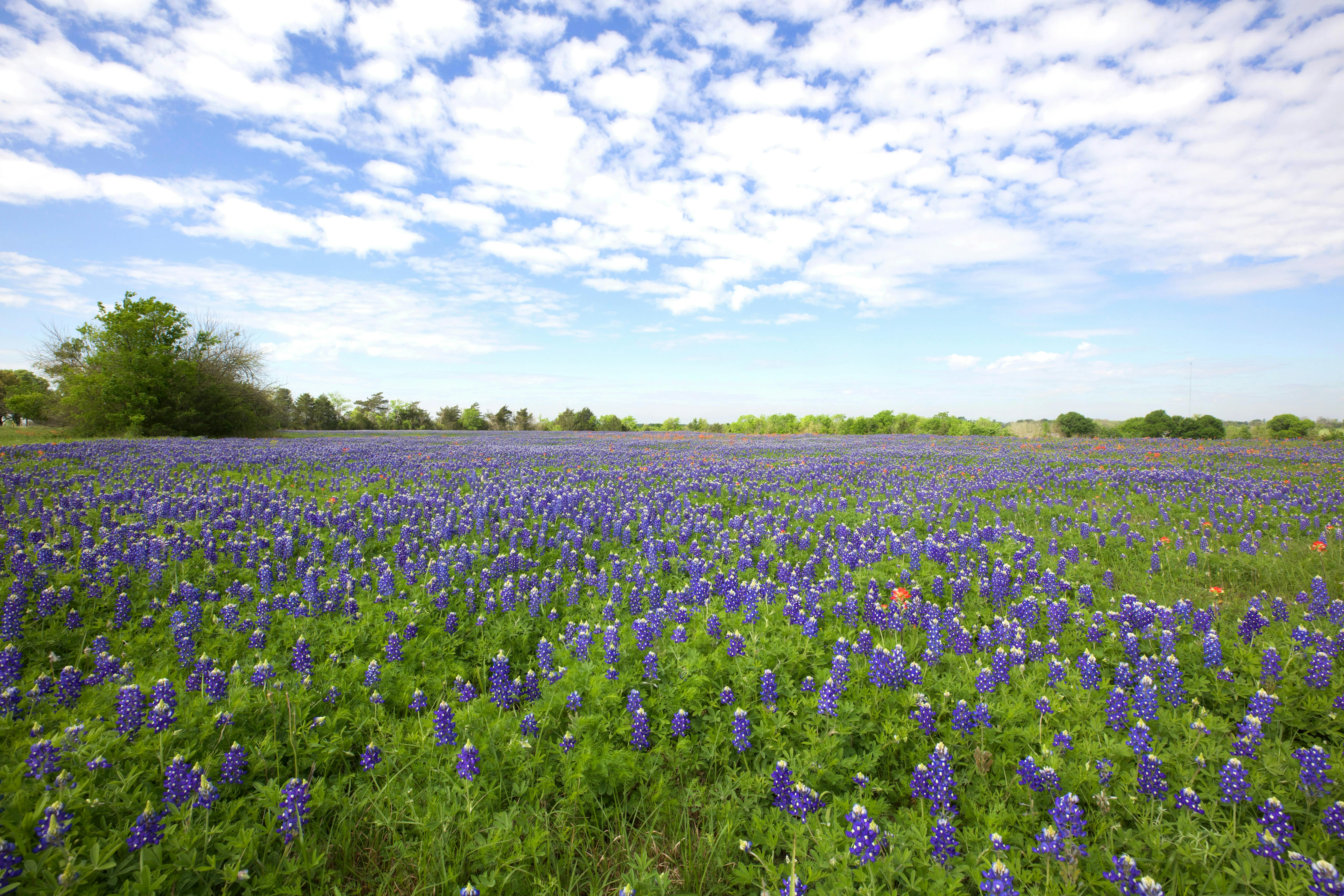 Blooming Bluebonnet Meadow · Free Stock Photo
