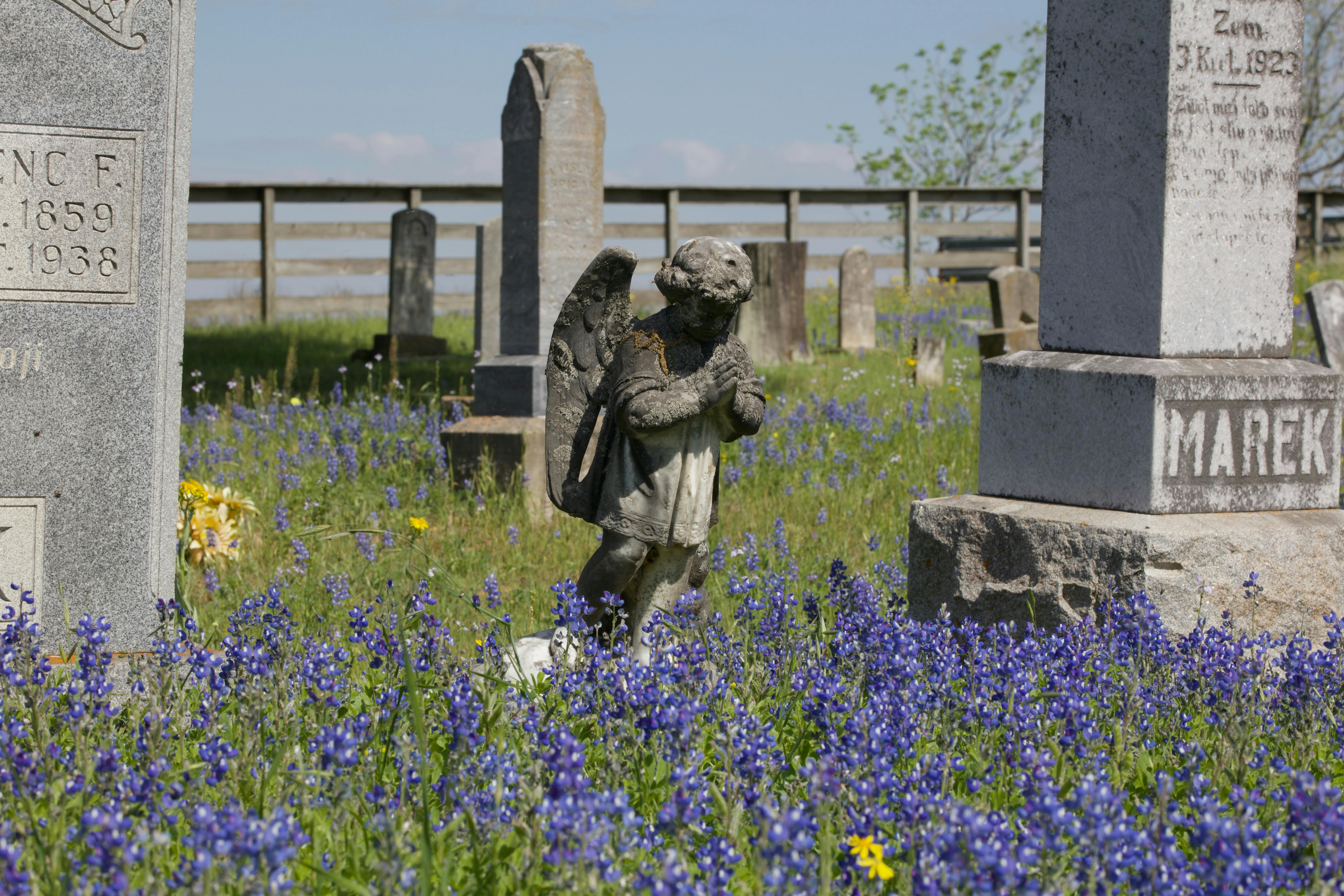 Bluebonnet on Cemetery · Free Stock Photo